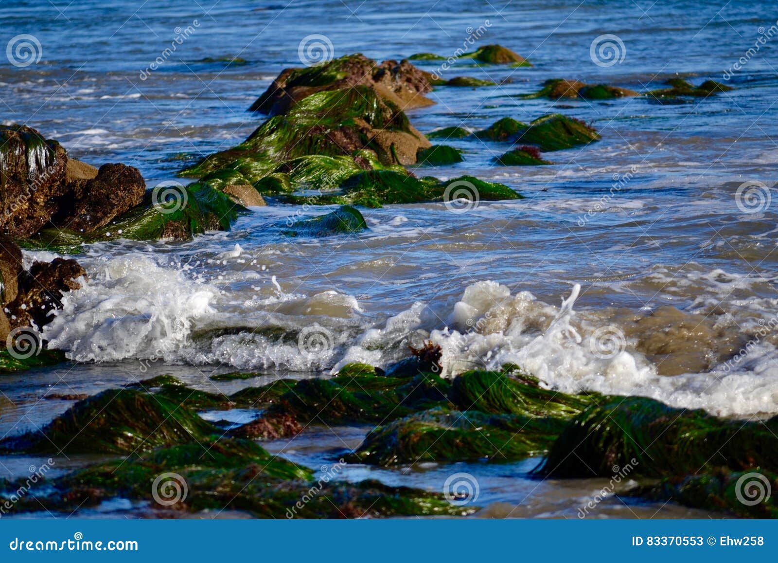 Seagrass on Rocks in Ocean stock image. Image of tide - 83370553
