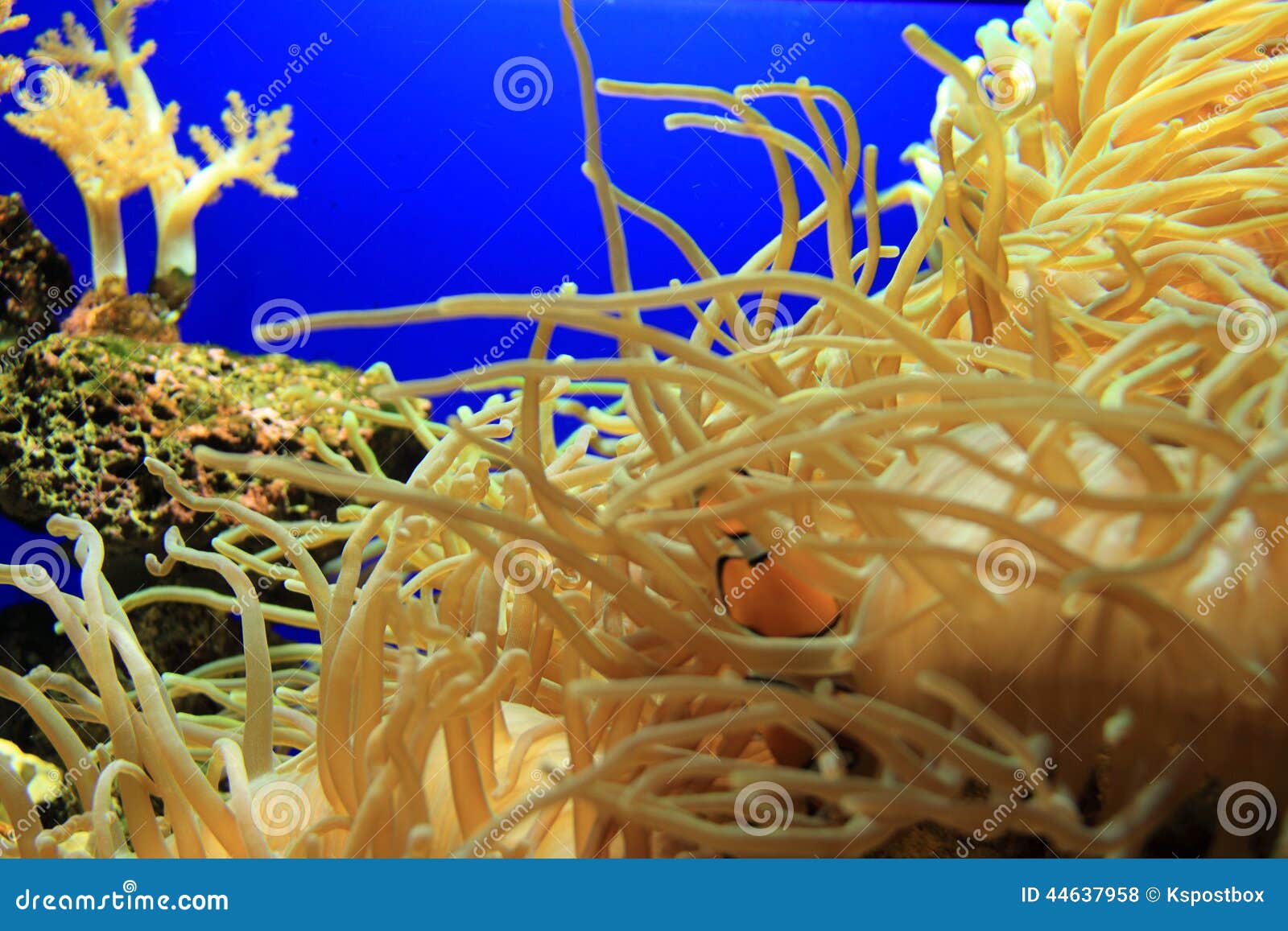 Seagrass stock photo. Image of fish, animals, underwater - 44637958