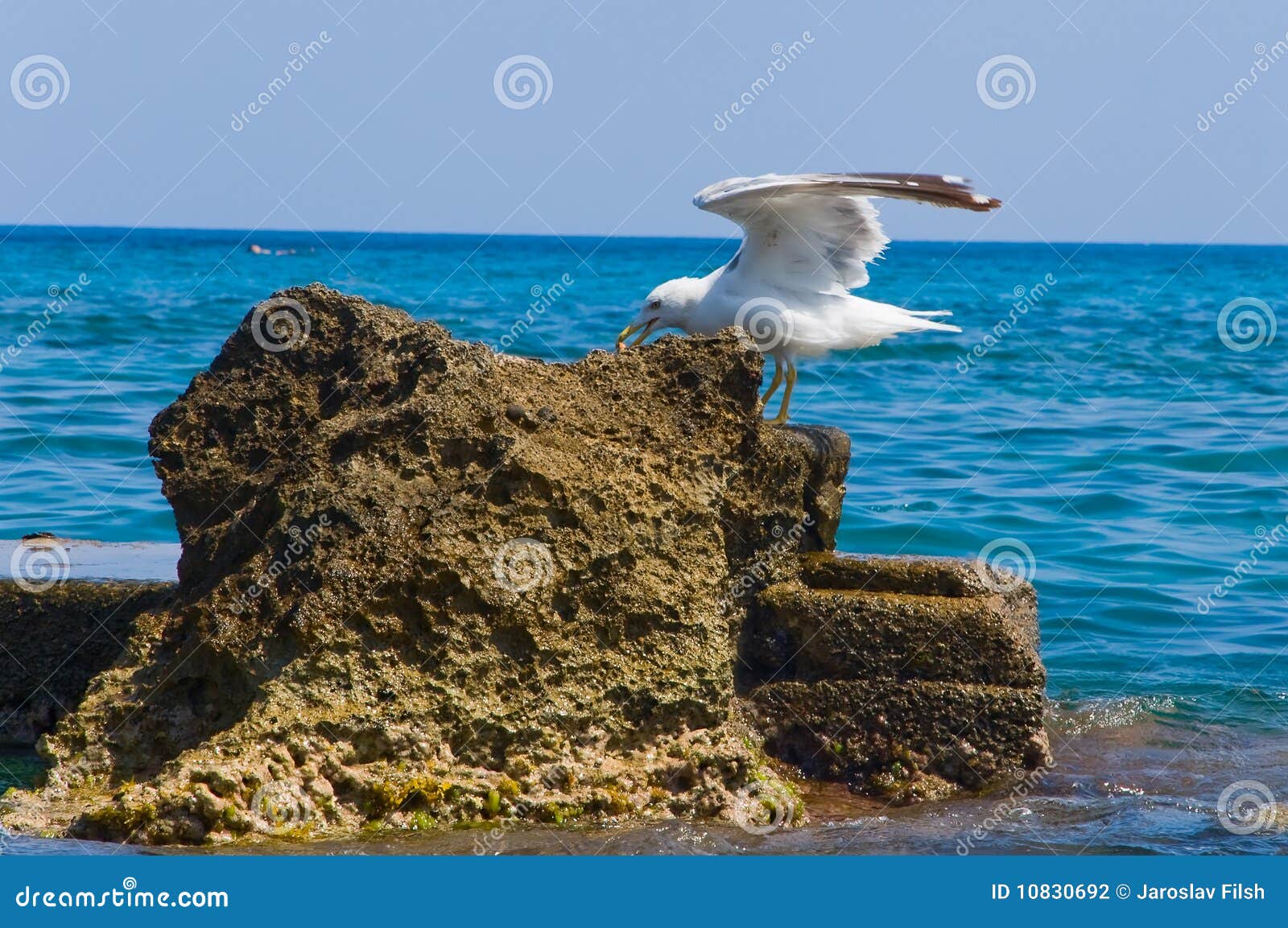 Seagul stock photo. Image of turquoise, beak, seagull - 10830692
