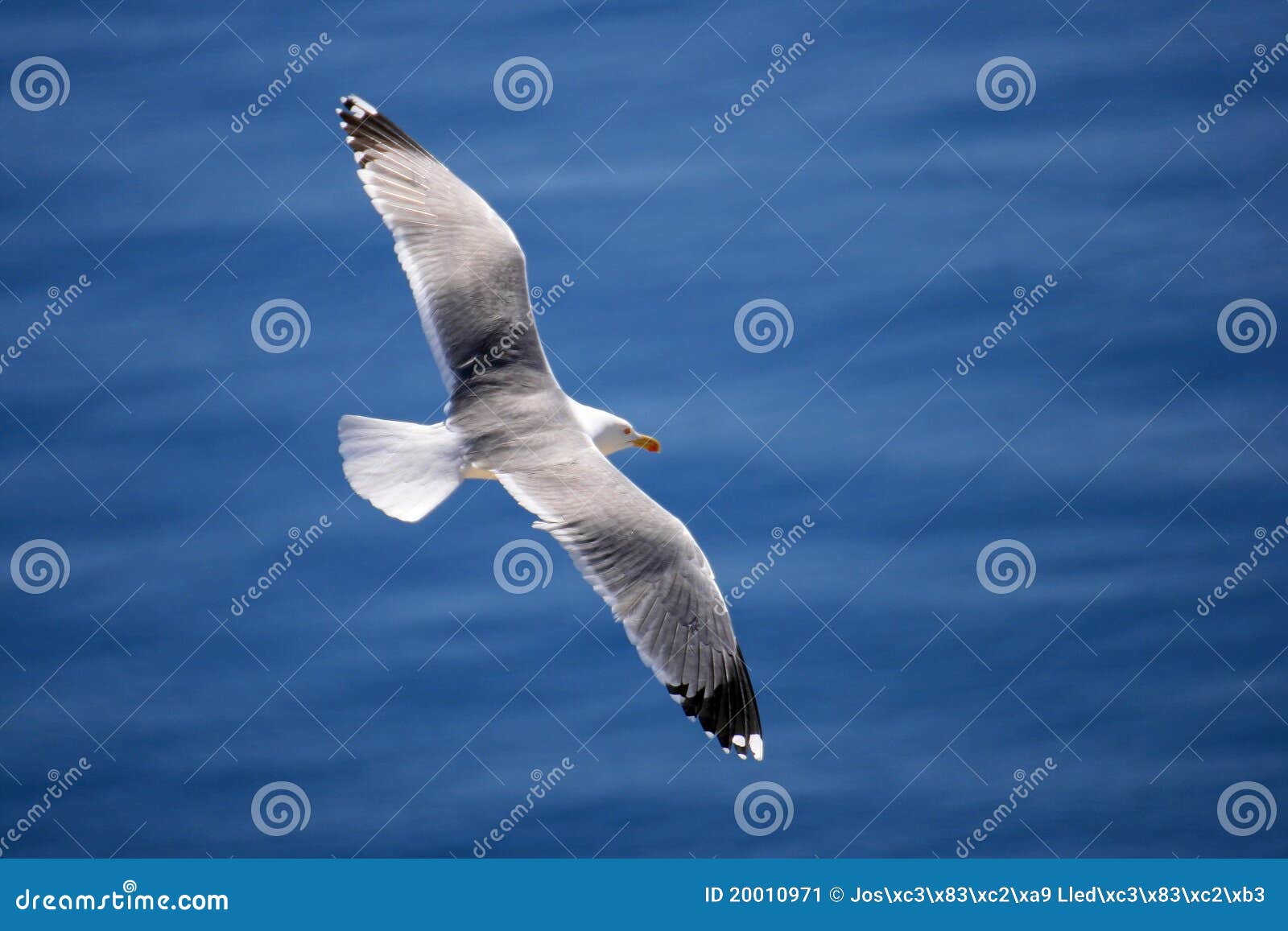 Seagul stock image. Image of puzzle, notecards, cliff - 20010971