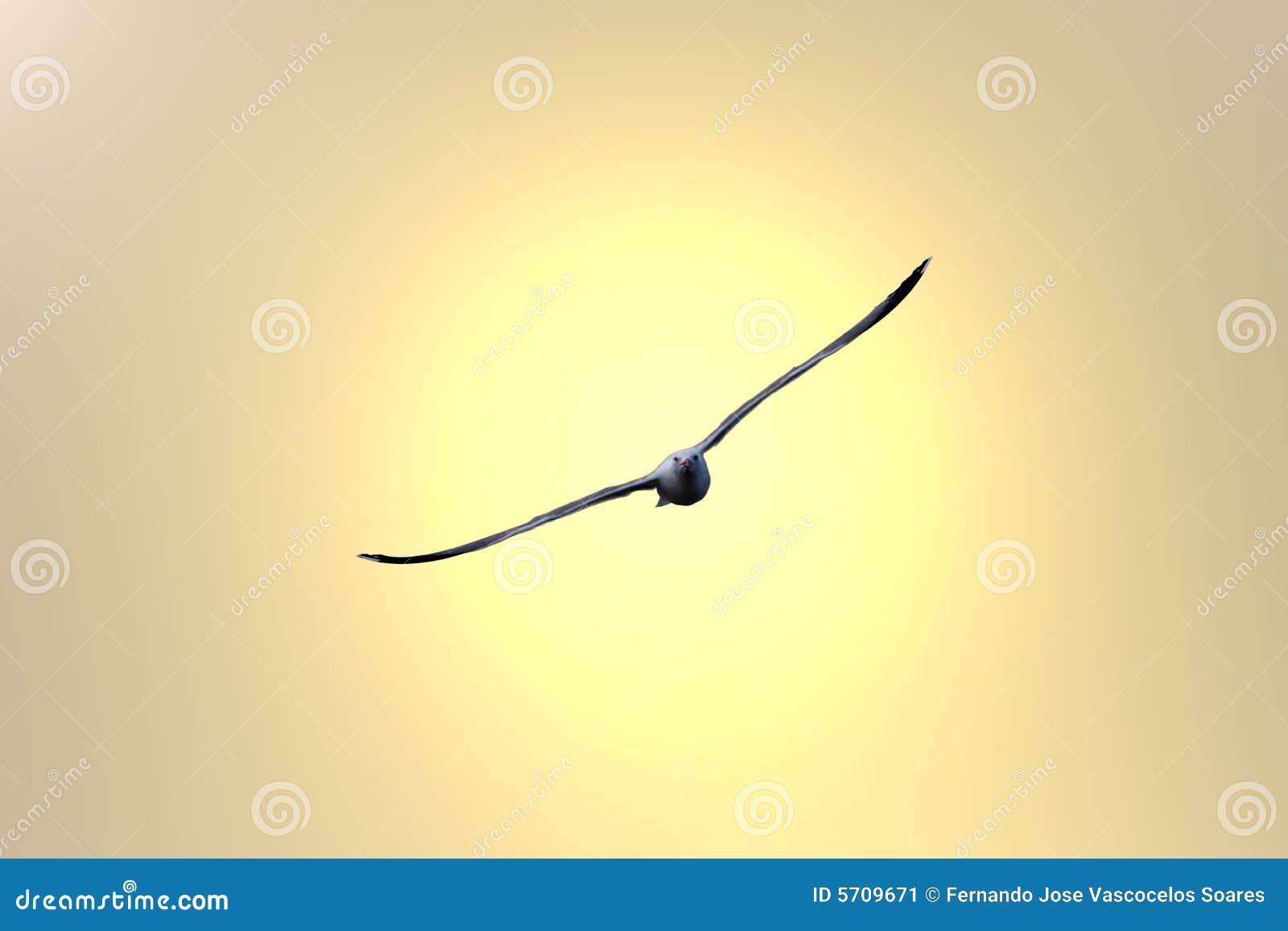 Seagul Closeup Standing In Front Of Smiling Sphinx Rock At Cathedral ...