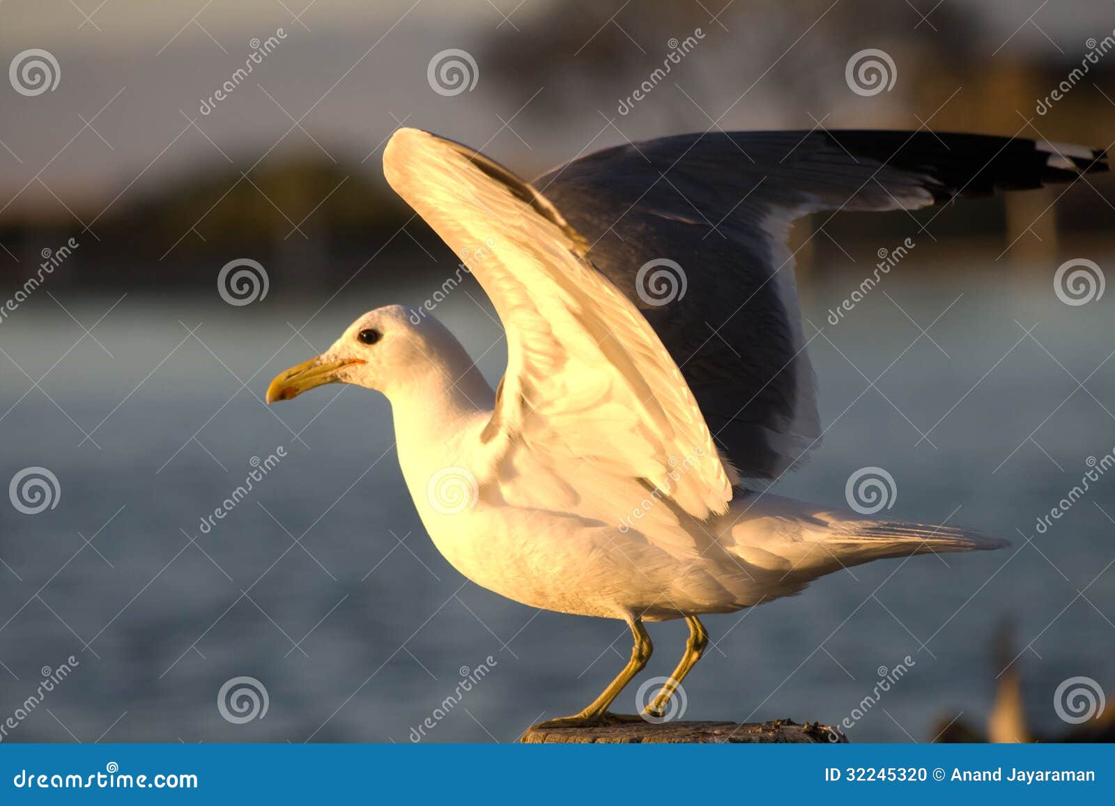 Seagul stock photo. Image of eyes, bird, serene, yellow - 32245320