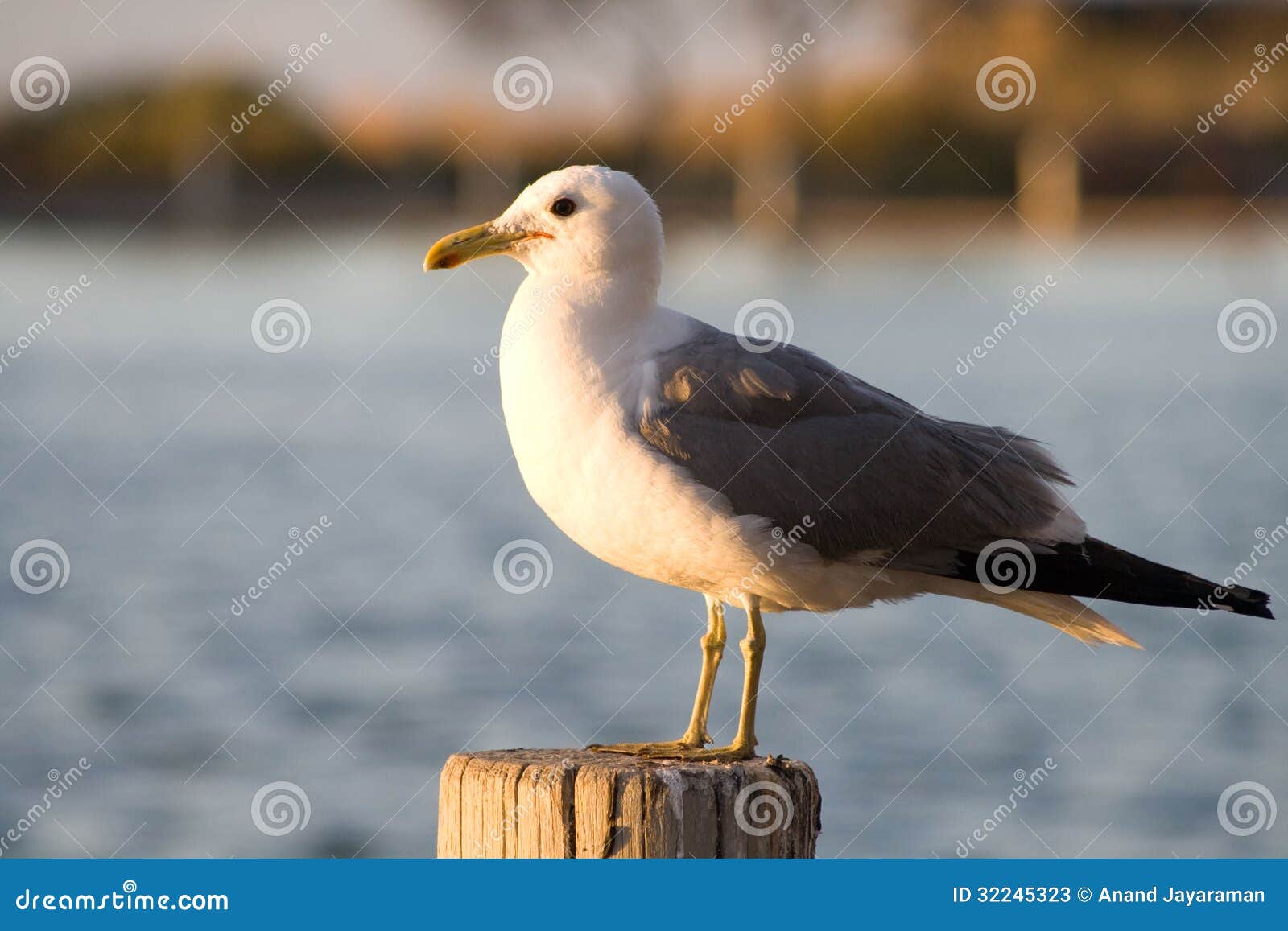 Seagul stock image. Image of swim, eyes, serene, lonely - 32245323