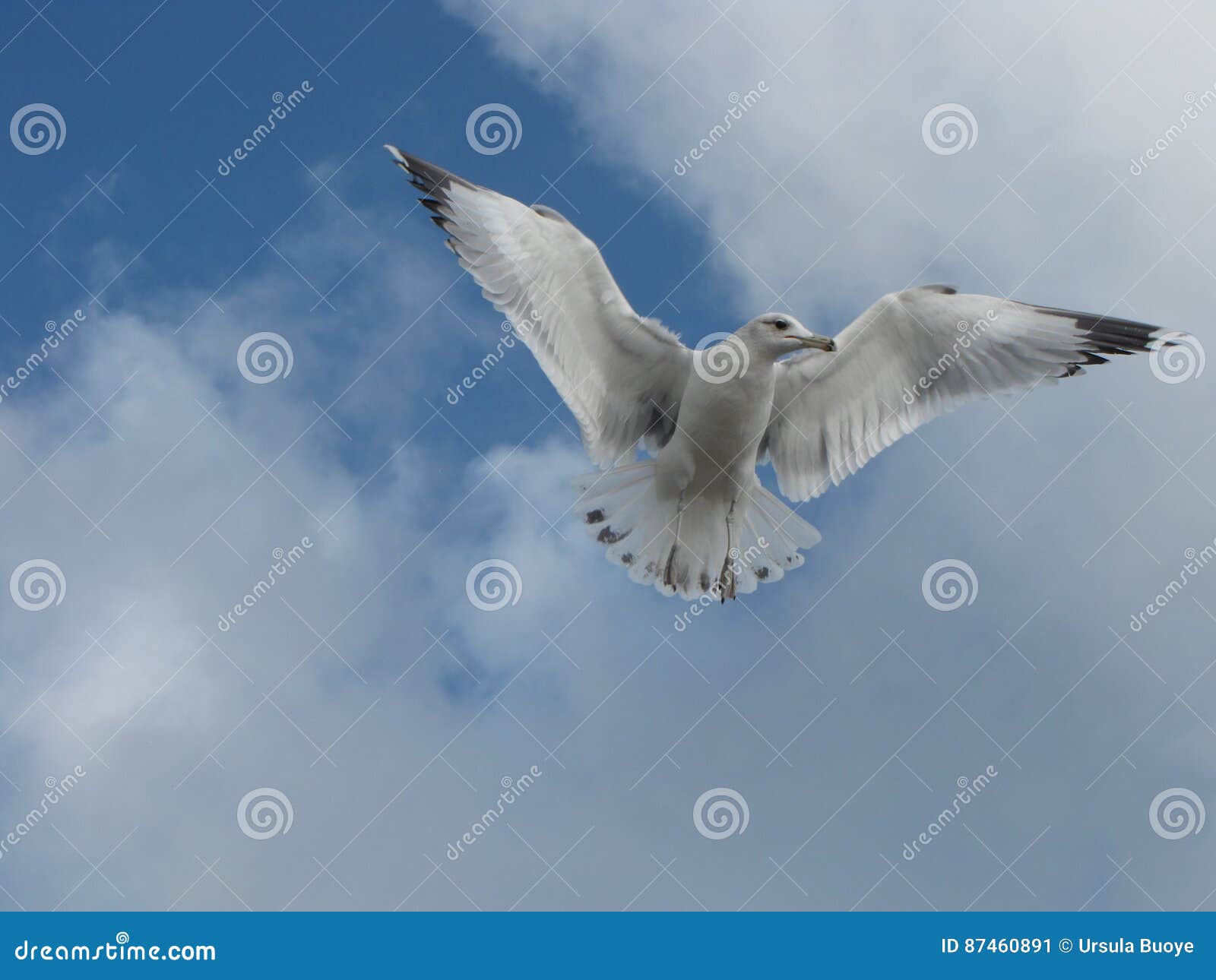 Seagul stock image. Image of gull, wildlife, bird, fauna - 87460891