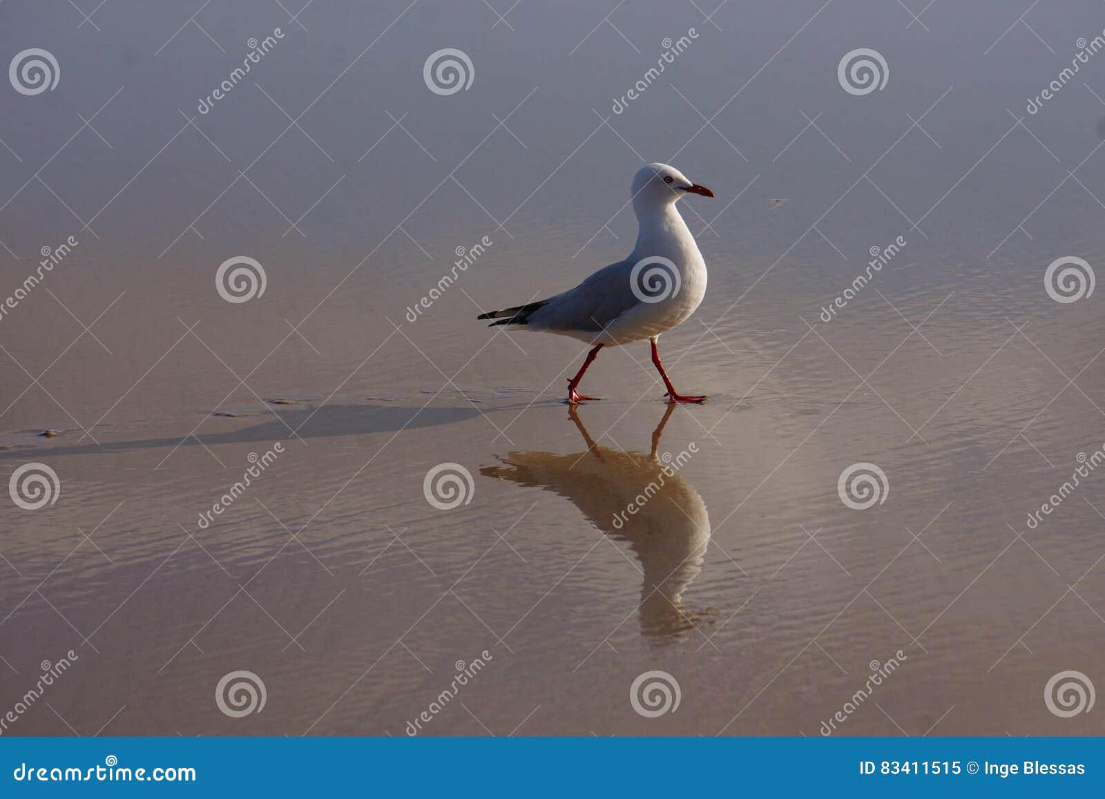 Seagull on beach stock image. Image of redlegs, beak - 83411515