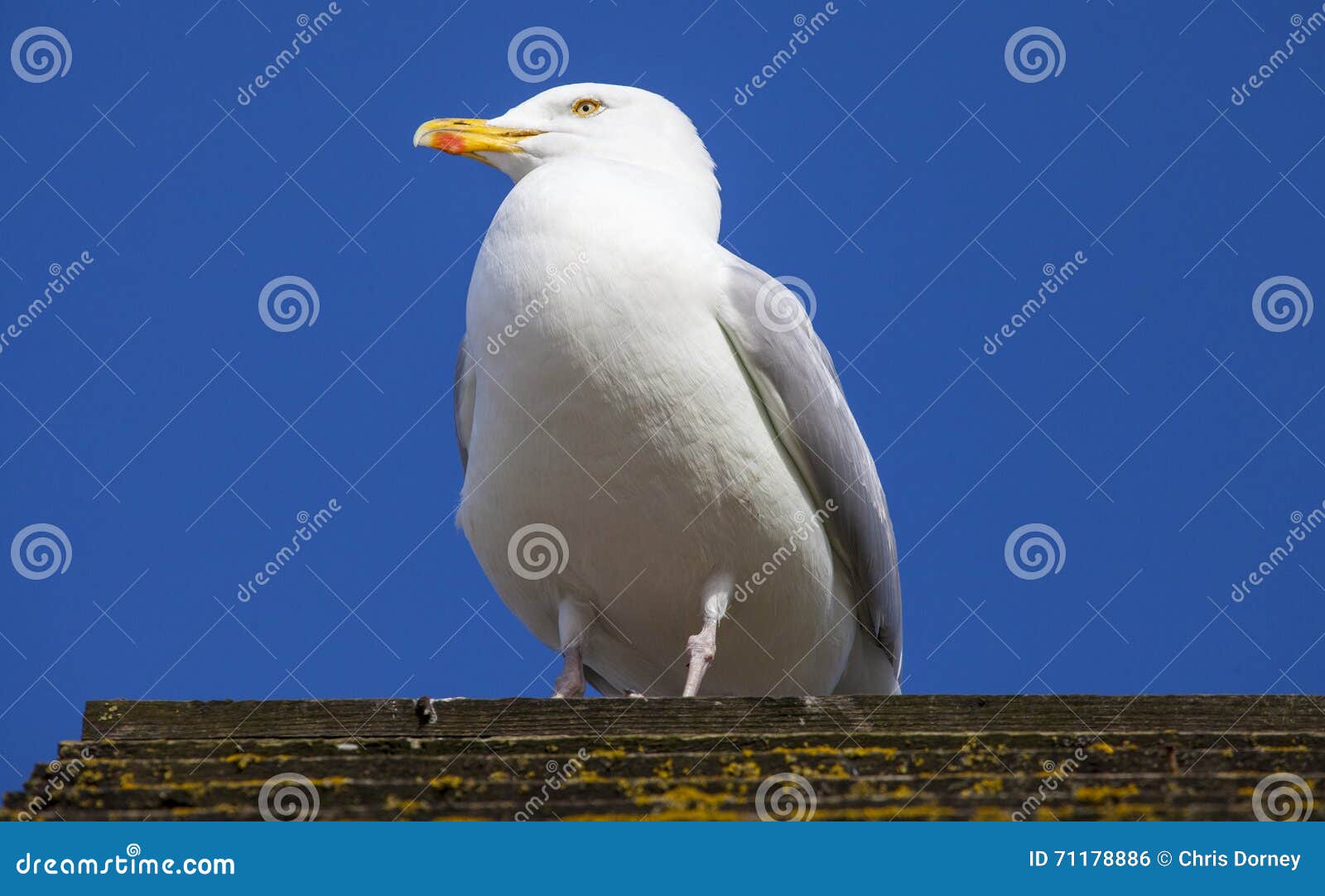 Seagul on the British Coast Stock Photo - Image of summer, coast: 71178886