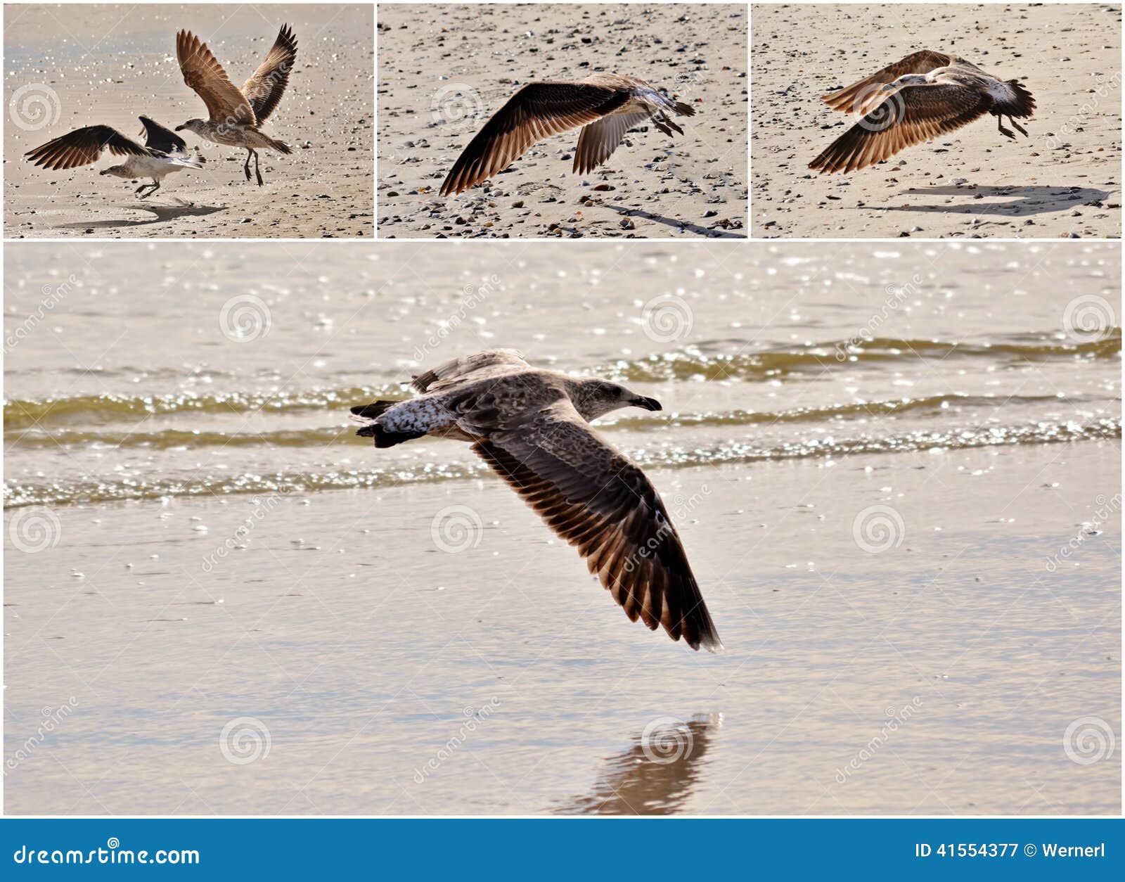 Seagul stock image. Image of brown, flying, ecoregion - 41554377