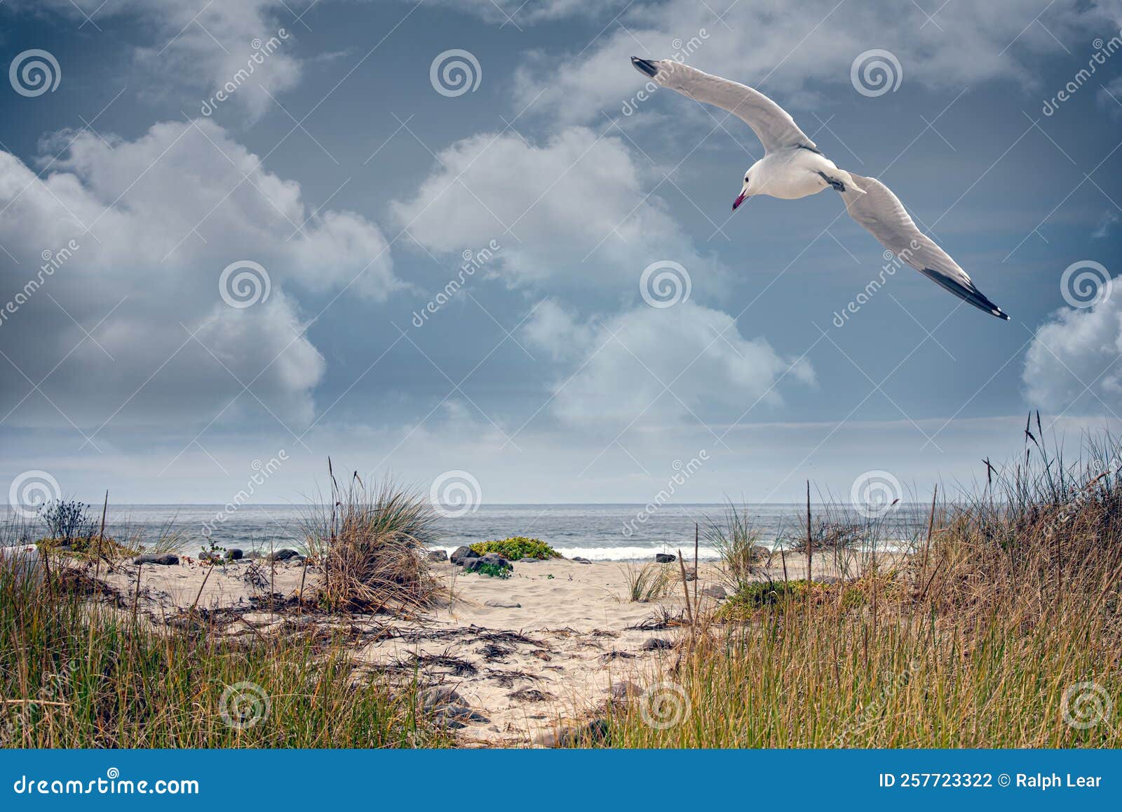 A Seagul Flying Over a Beach on the Pacific Coast Stock Photo - Image ...