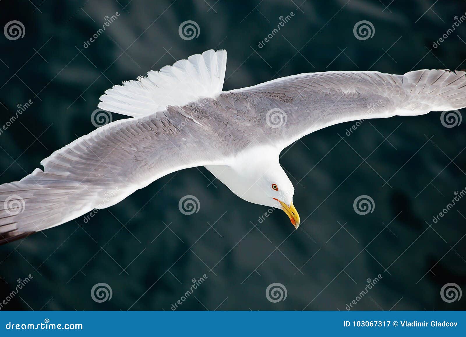 Seagul Closeup Standing In Front Of Smiling Sphinx Rock At Cathedral ...