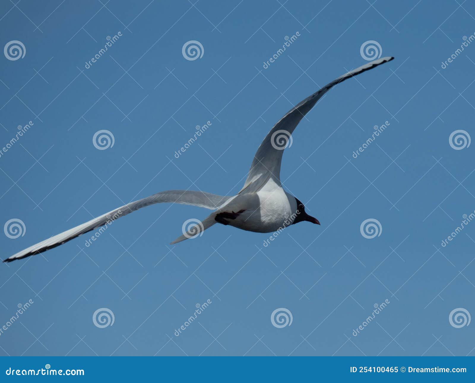 Seagul Flying in the Sky Shot from Back Stock Image - Image of ...