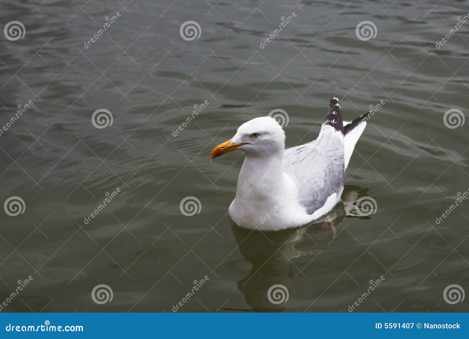 Seagul gliding on water stock image. Image of plumage - 5591407