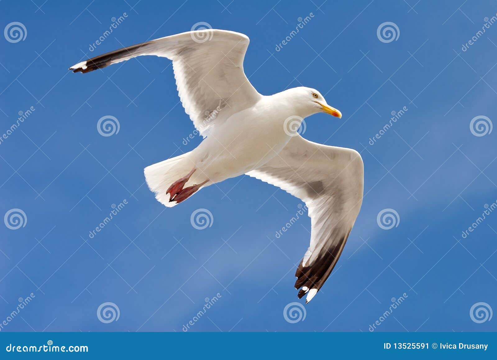 Seagul in Howth stock image. Image of laridae, animal - 13525591