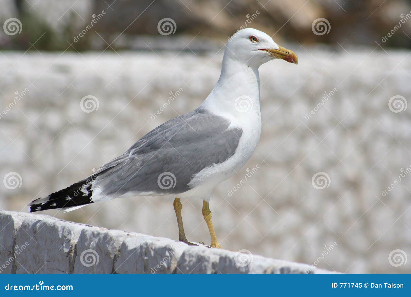 Seagul looks out stock image. Image of gust, wind, stand - 771745