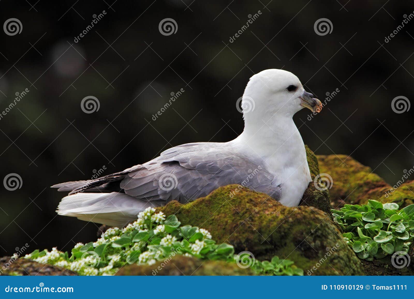 Seagul in nature stock image. Image of farne, tridactyla - 110910129