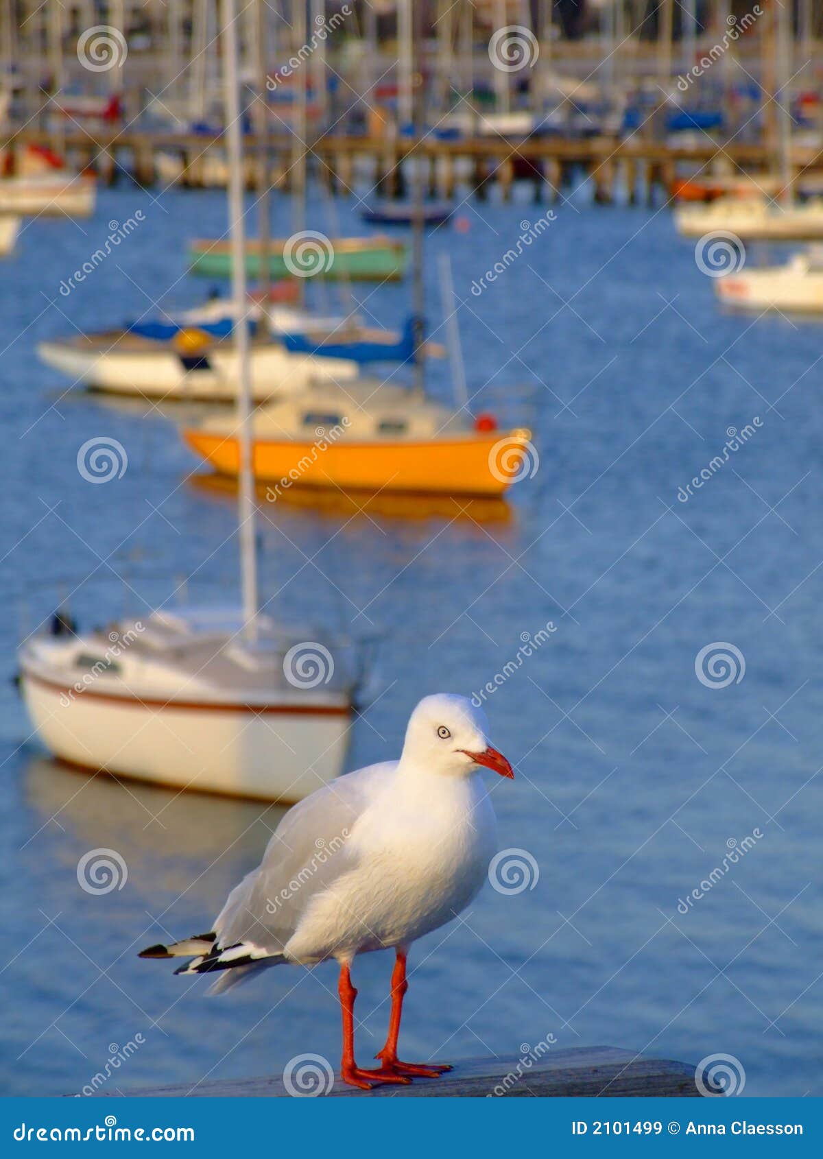 Seagul and sailboats stock image. Image of seabird, harbour - 2101499