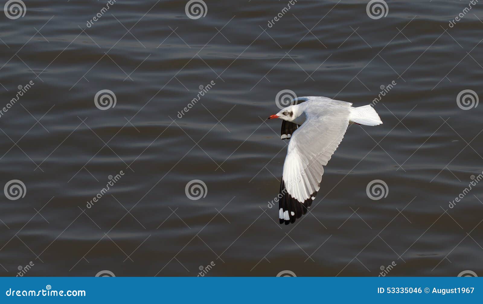 Seagul stock photo. Image of flap, beauty, flight, seabird - 53335046