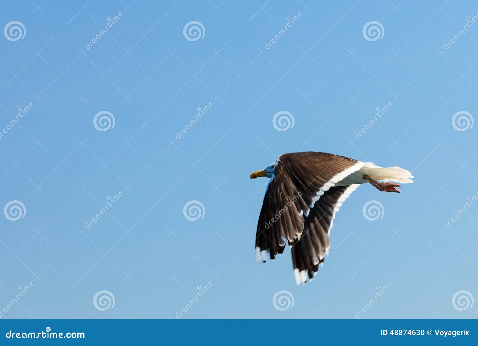 Seagul Seaside Bird on Blue Sky Background Stock Photo - Image of grey ...