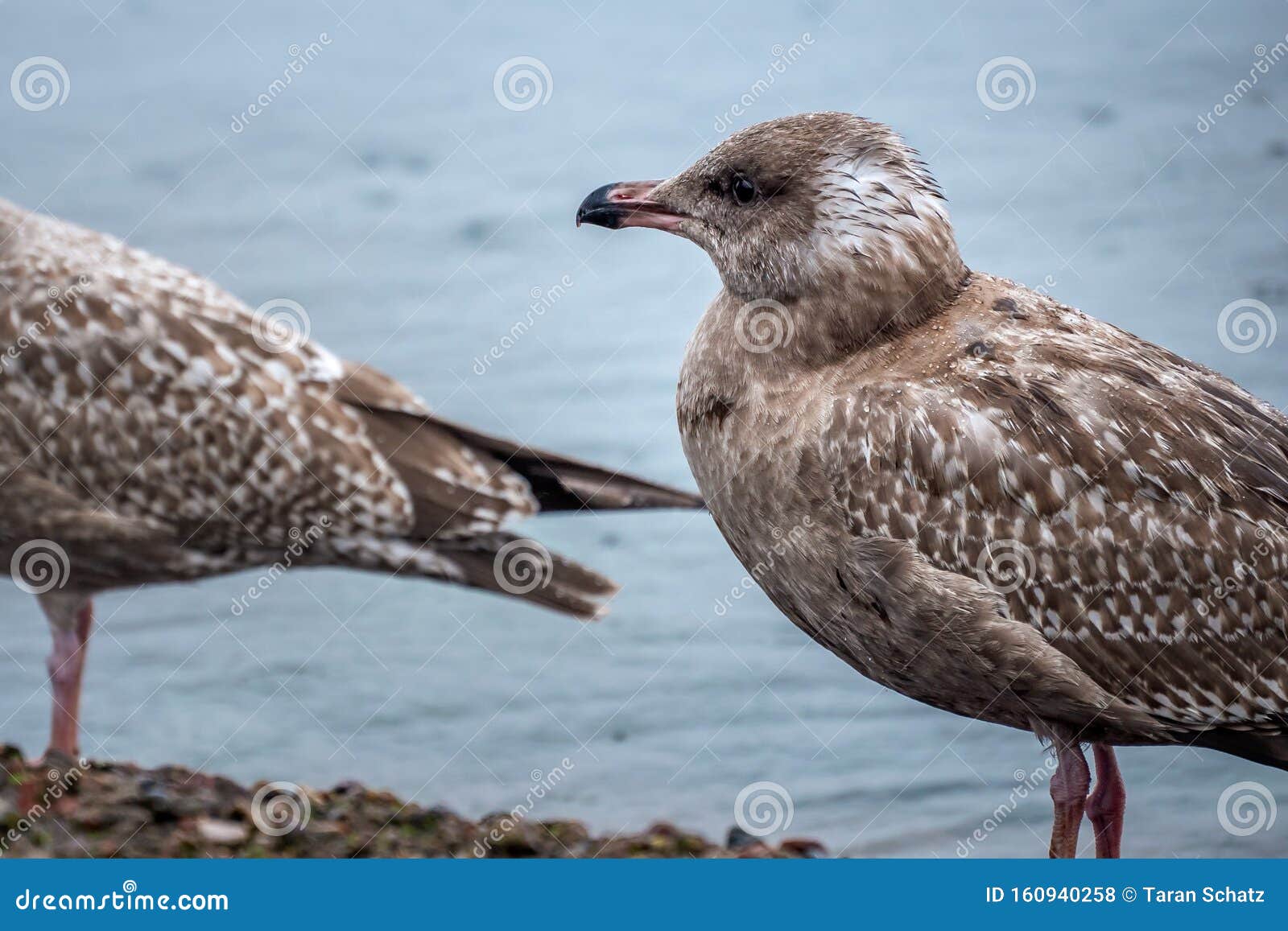 Seagul Standing on the Pebble Beach by Water Stock Photo - Image of ...