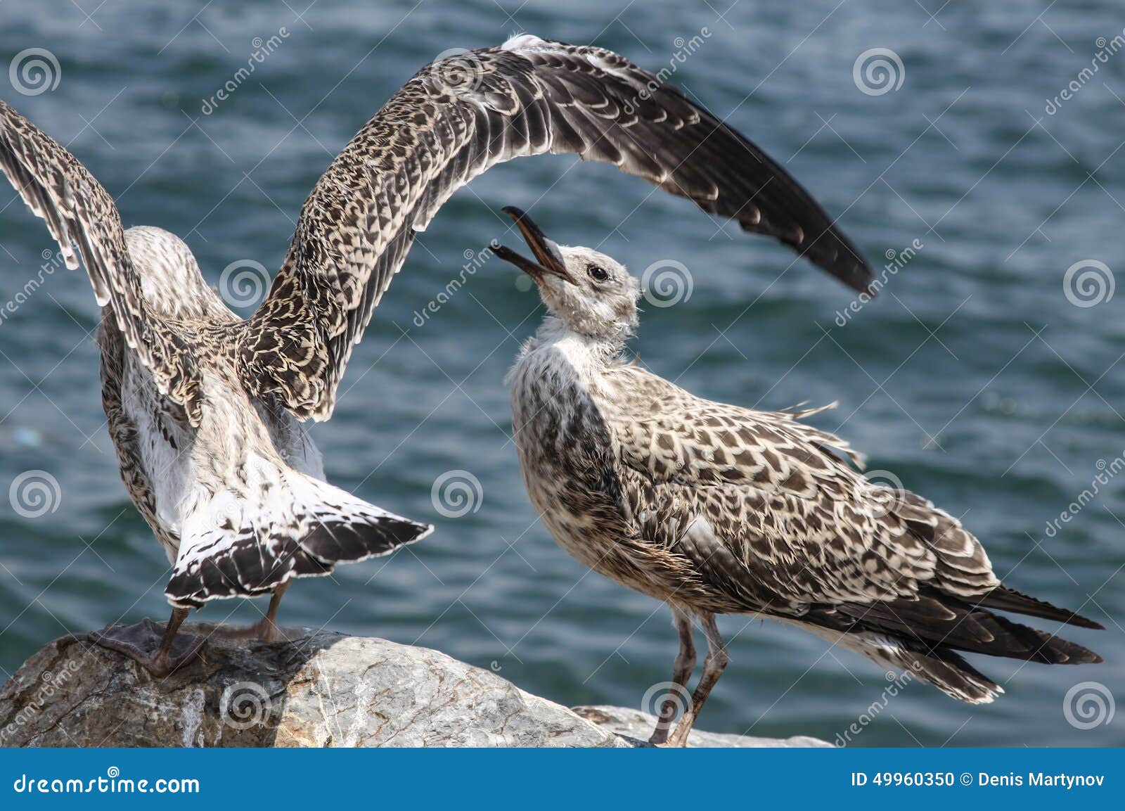 Seagul Wings stock photo. Image of animals, natural, gray - 49960350
