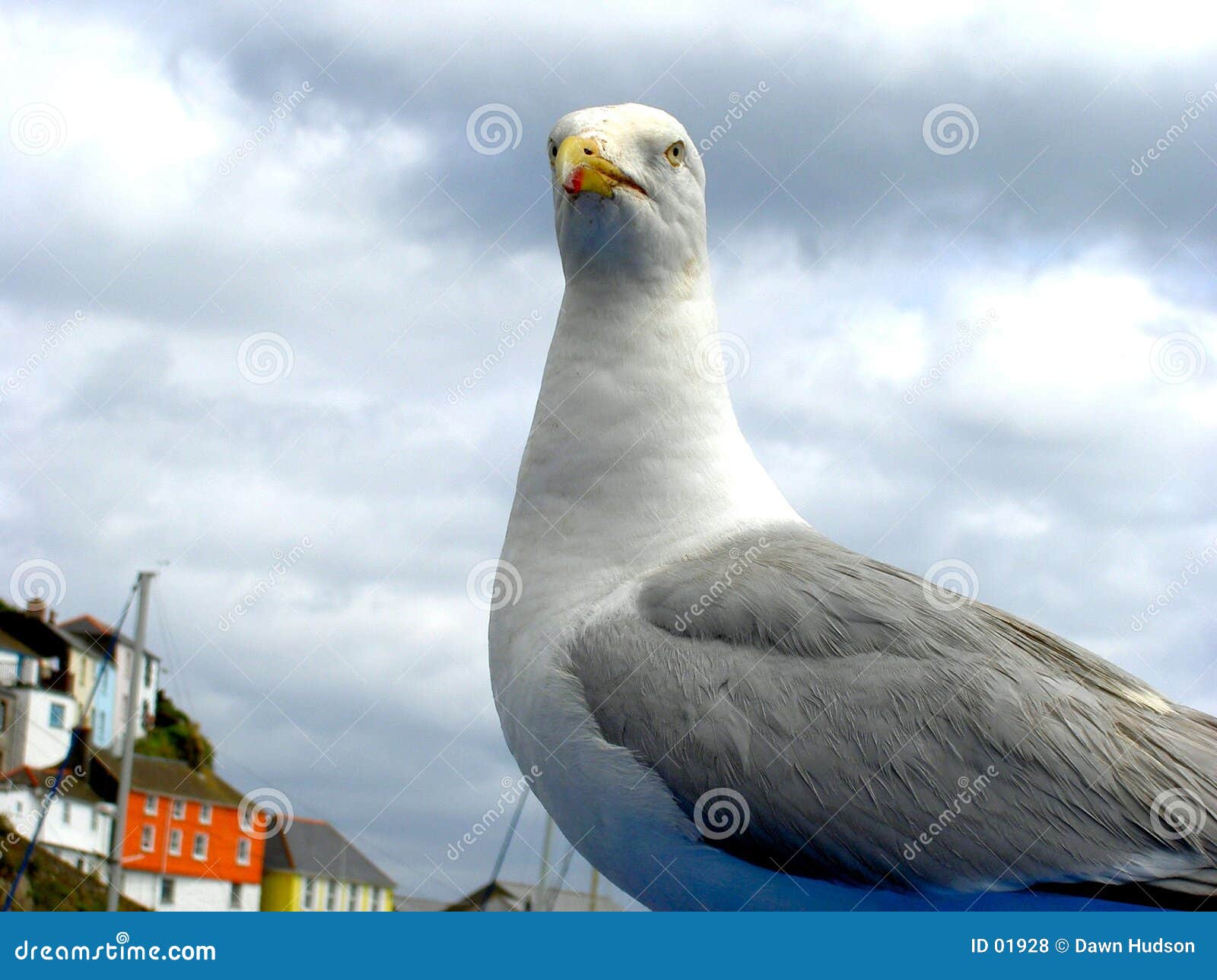 Seagull stock photo. Image of bird, seagulls, gulls, animals - 1928