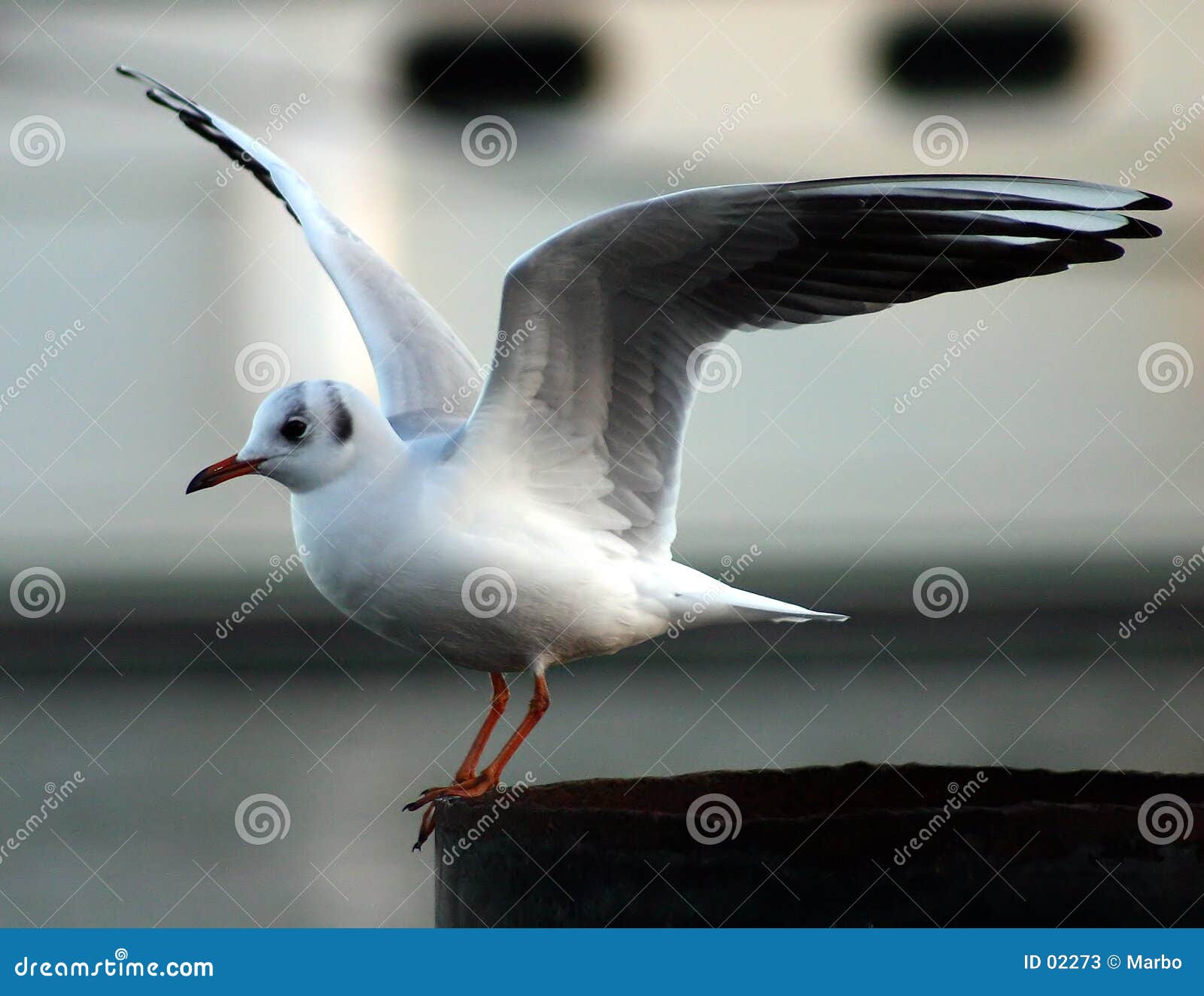 Seagull stock image. Image of bird, seagull, nature, wings - 2273