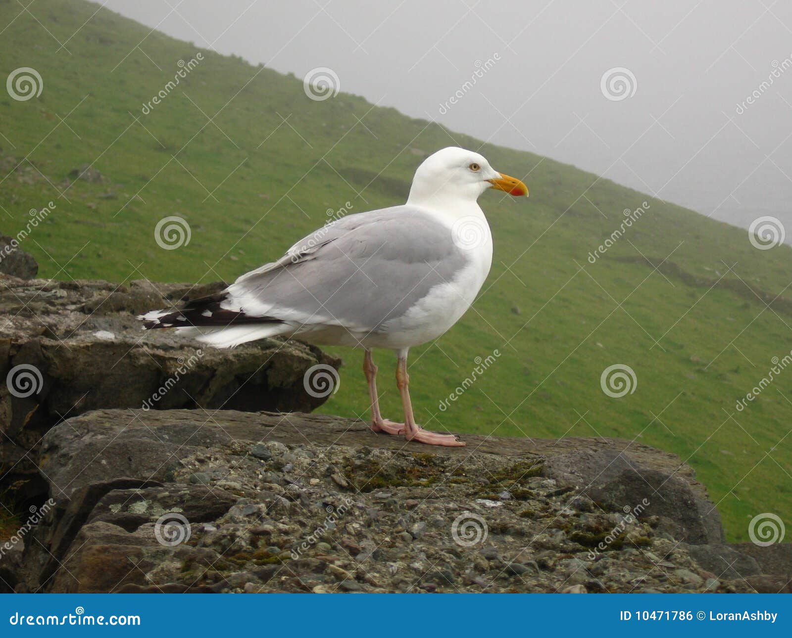 Seagull stock photo. Image of nature, bird, fence, grass - 10471786