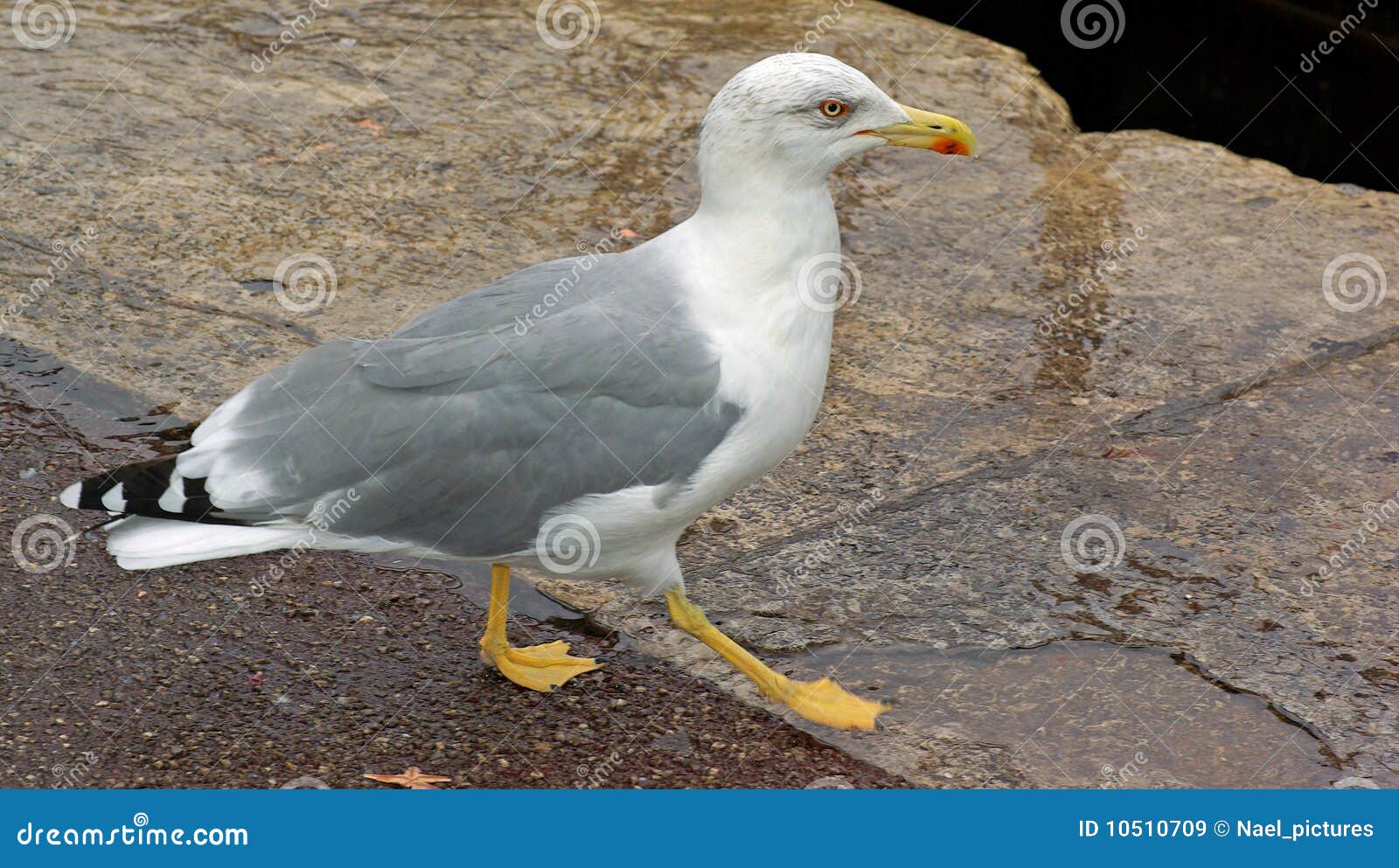 The seagull stock image. Image of white, france, yellow - 10510709