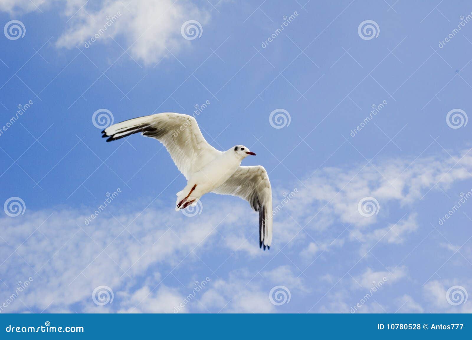 Seagull stock photo. Image of high, water, seagull, wing - 10780528