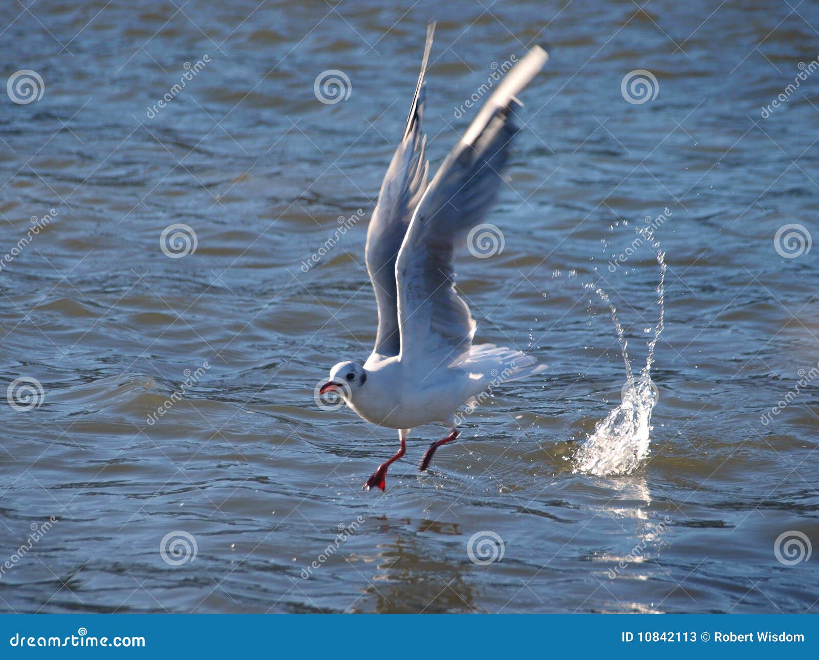 129 Frozen Flying Fish Stock Photos - Free & Royalty-Free Stock Photos ...