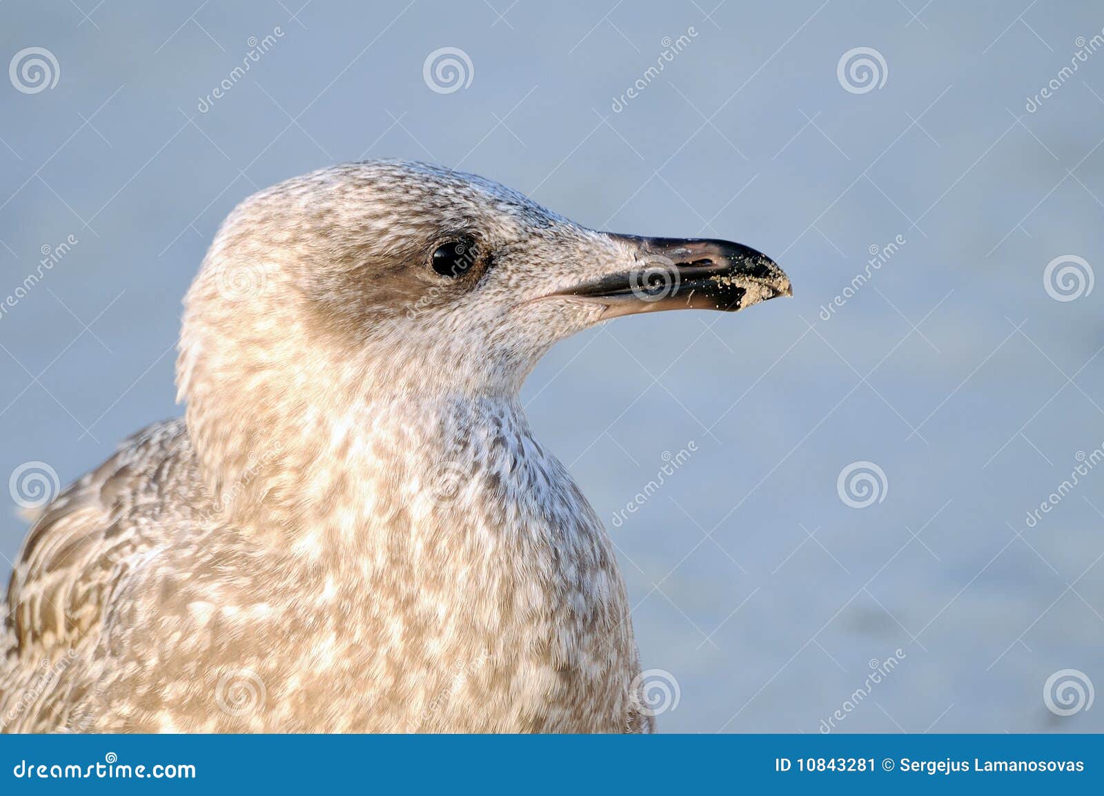 Seagull stock image. Image of gull, seagull, animal, grey - 10843281