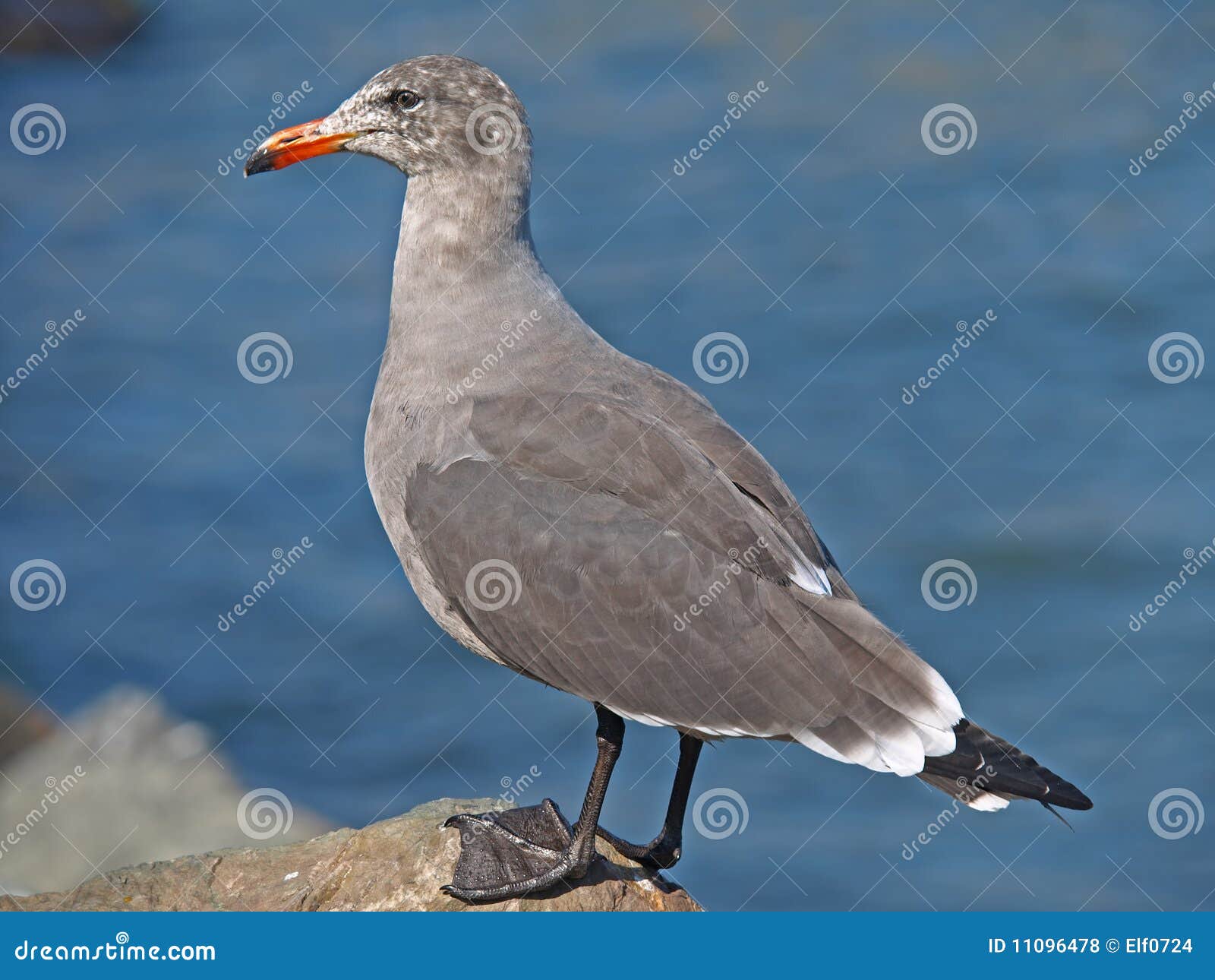 Seagull stock photo. Image of peaceful, beautiful, beauty - 11096478