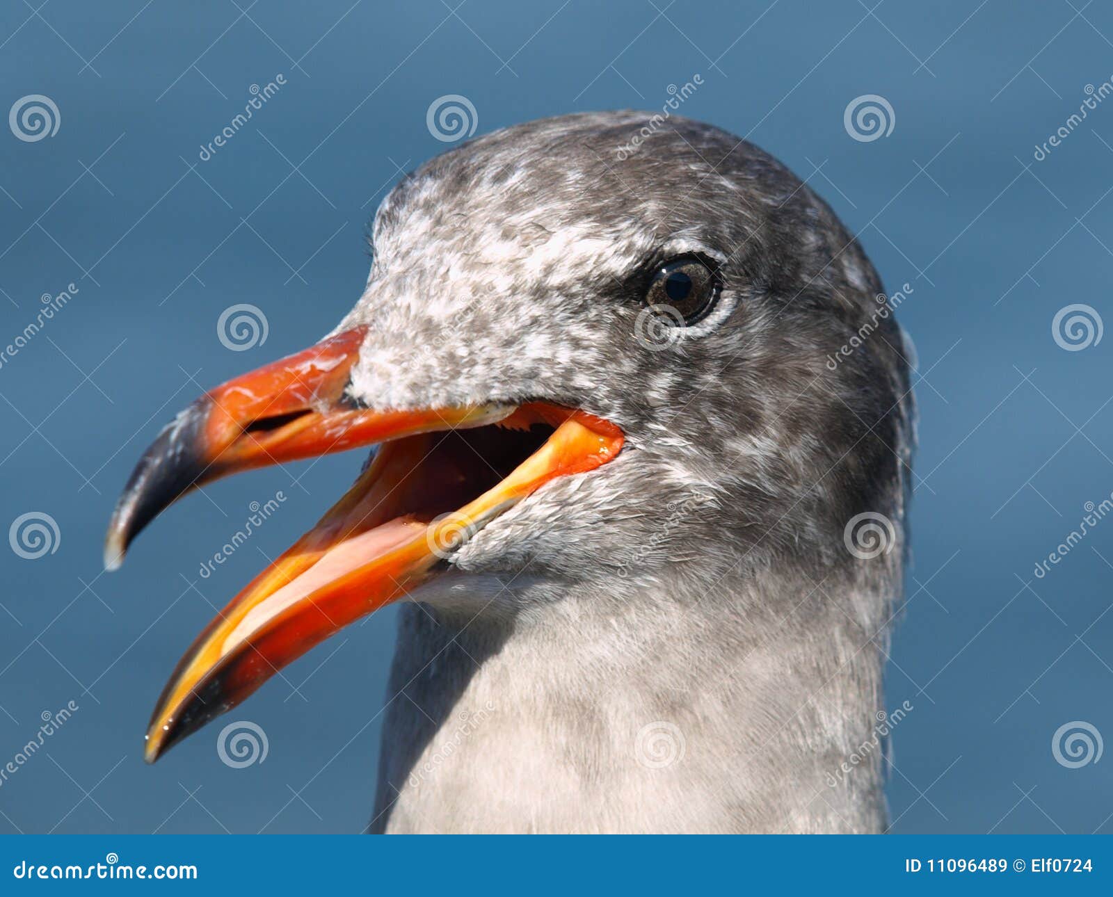 Seagull stock image. Image of animal, cute, beautiful - 11096489