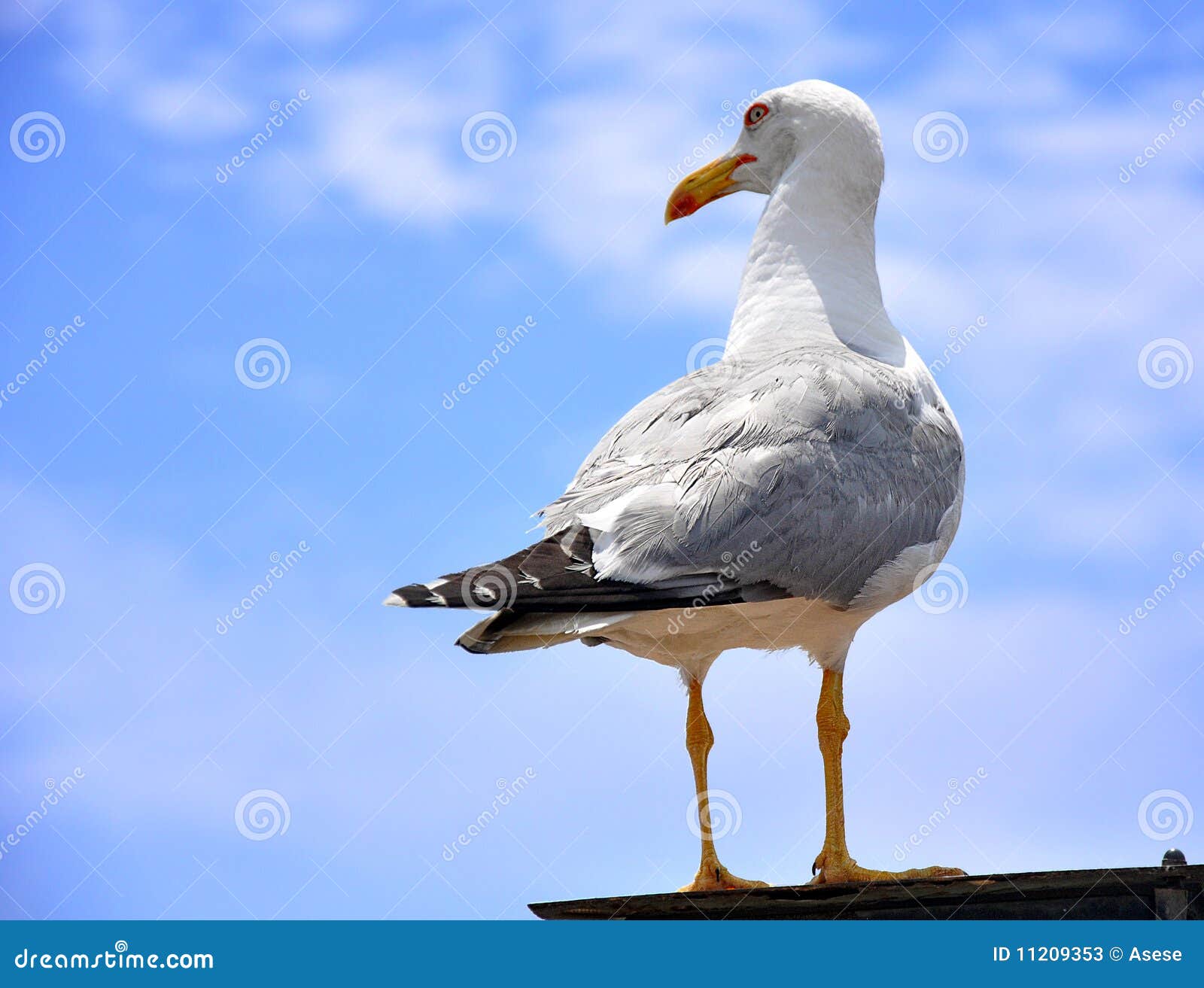 Seagull stock image. Image of stand, wings, clouds, watch - 11209353