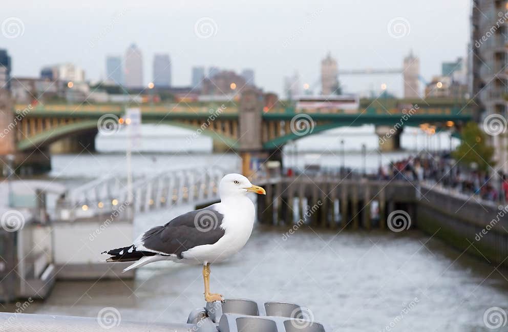 Seagull stock image. Image of landmark, construction - 11261757