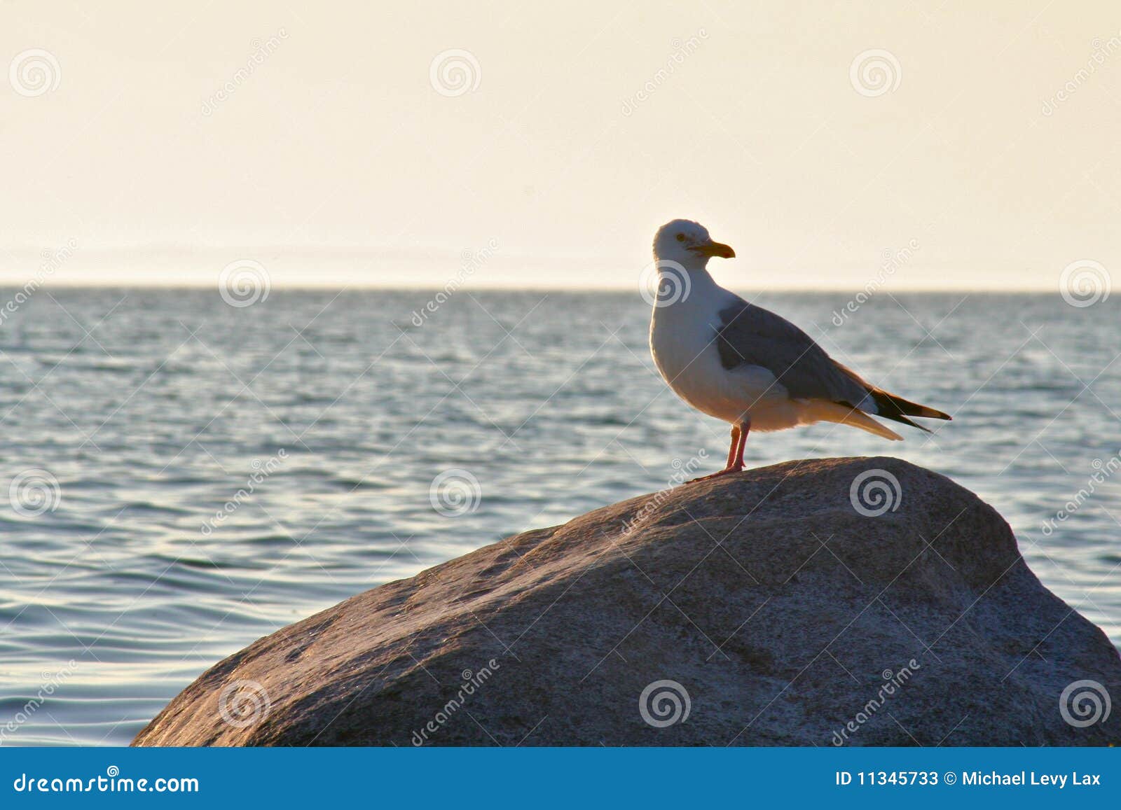 Seagull stock image. Image of landscape, rock, ocean - 11345733