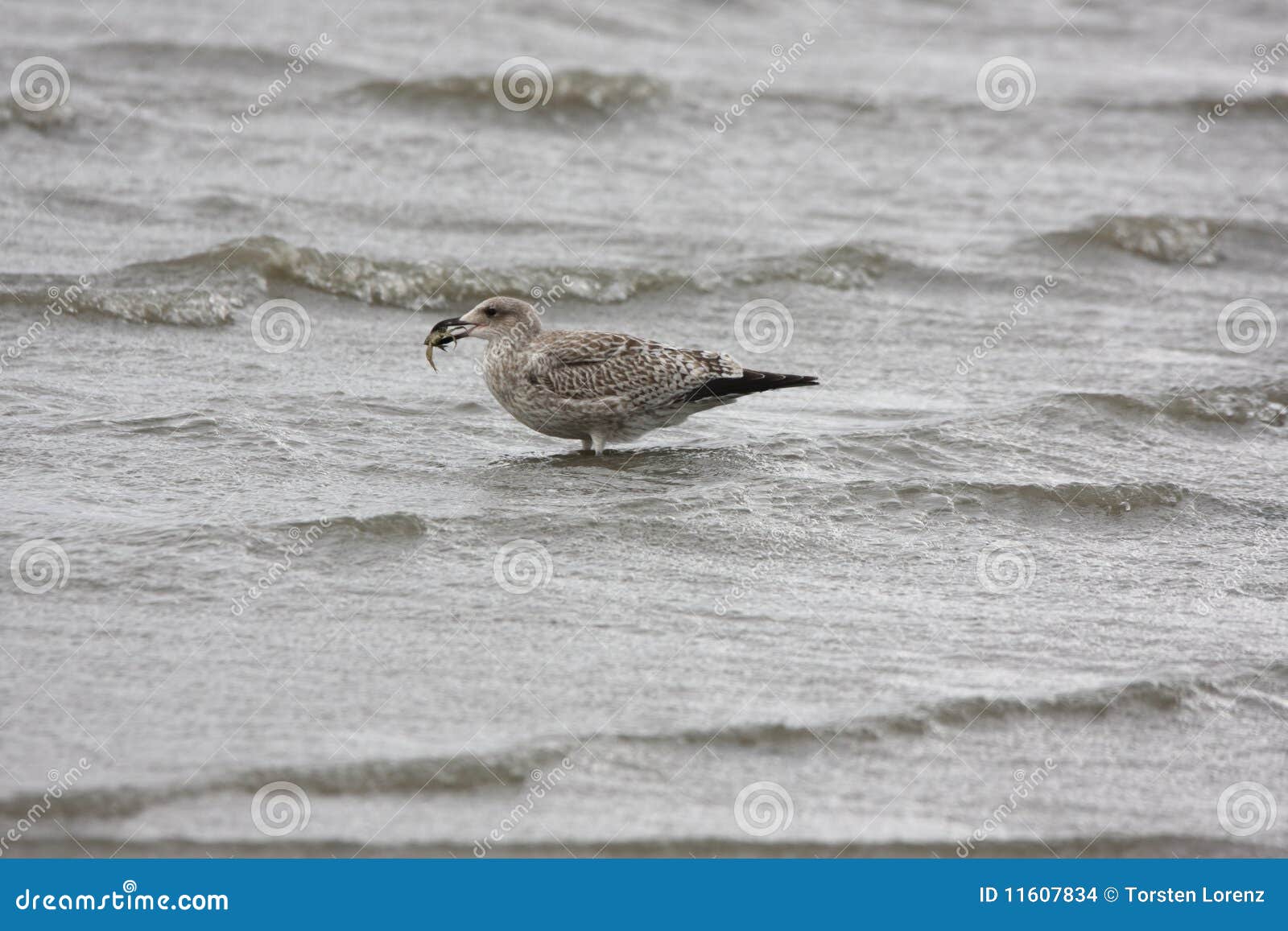 Seagull stock photo. Image of wild, natural, gull, birds - 11607834
