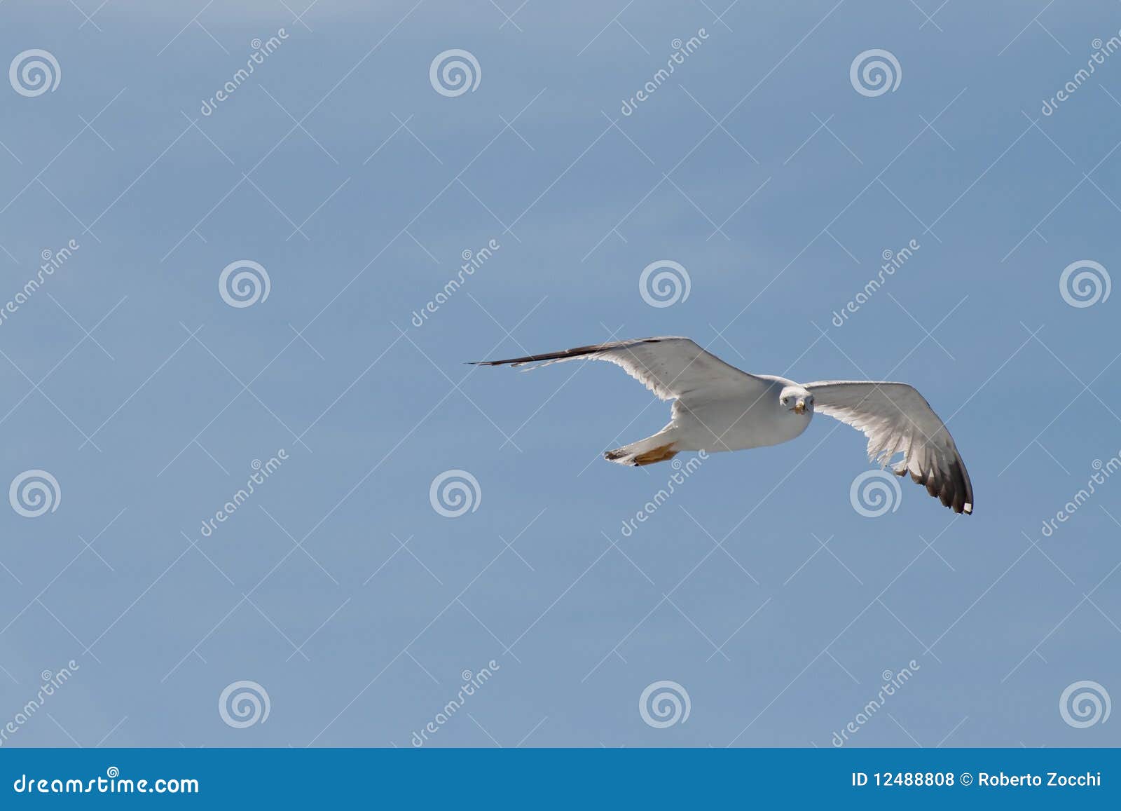 Seagull stock photo. Image of birds, clear, blue, seagull - 12488808