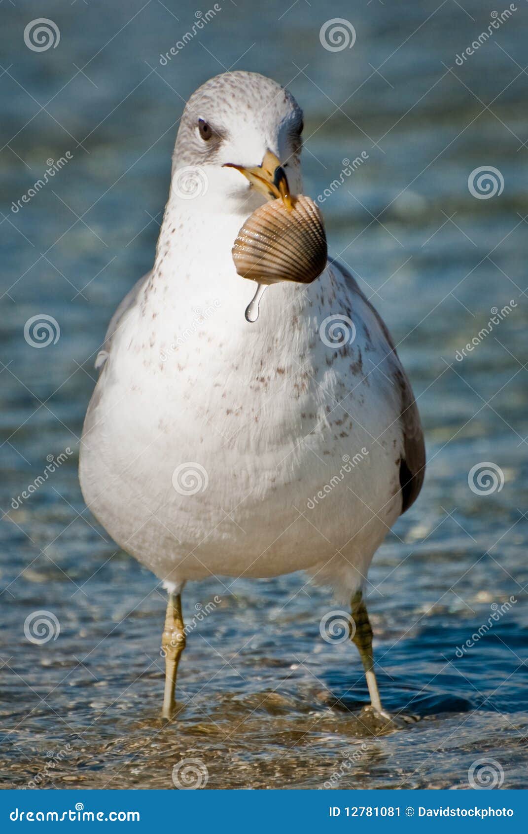 Seagull stock image. Image of seagull, shell, seashell - 12781081