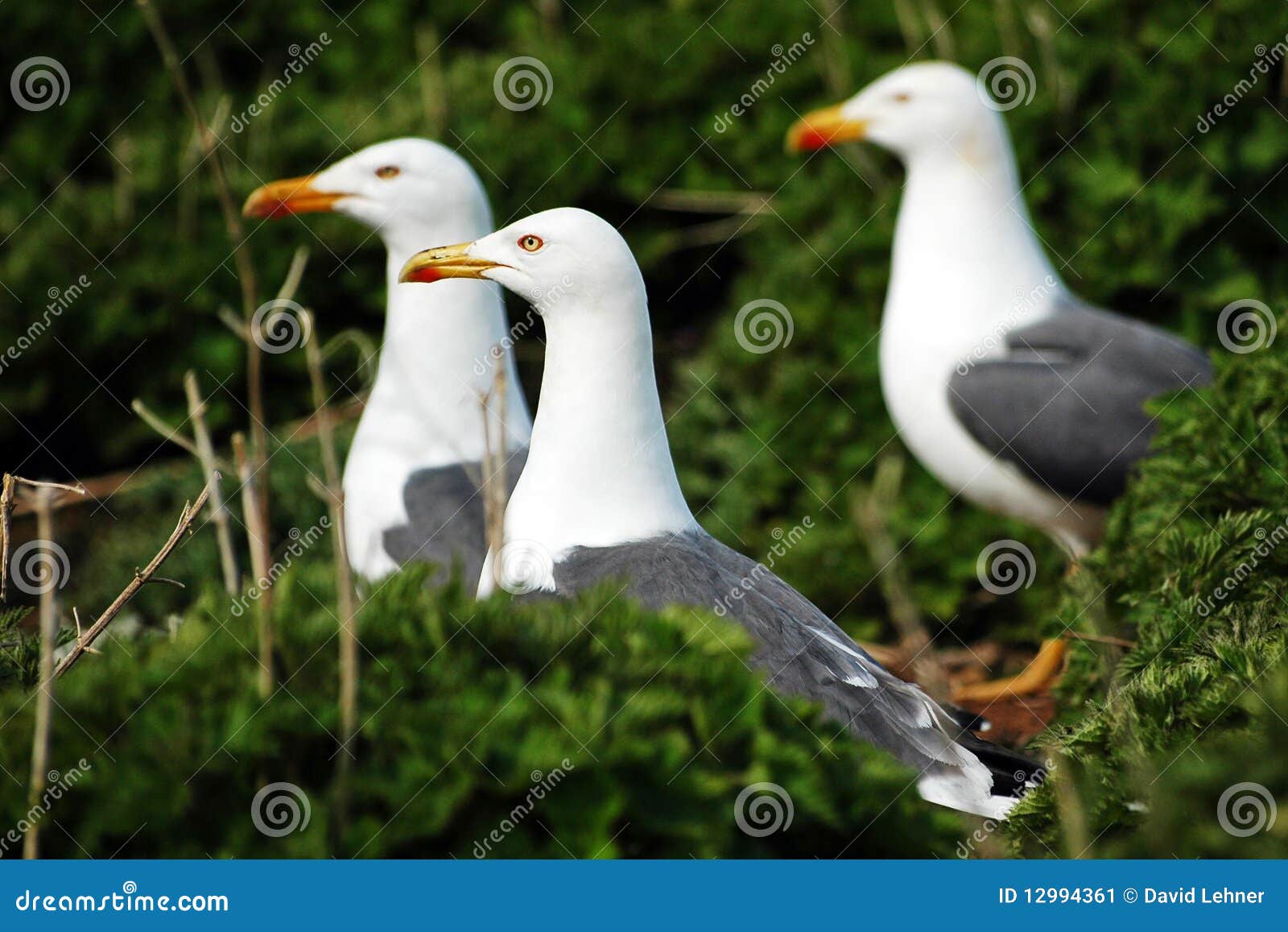 Seagull stock image. Image of grass, white, nature, neck - 12994361
