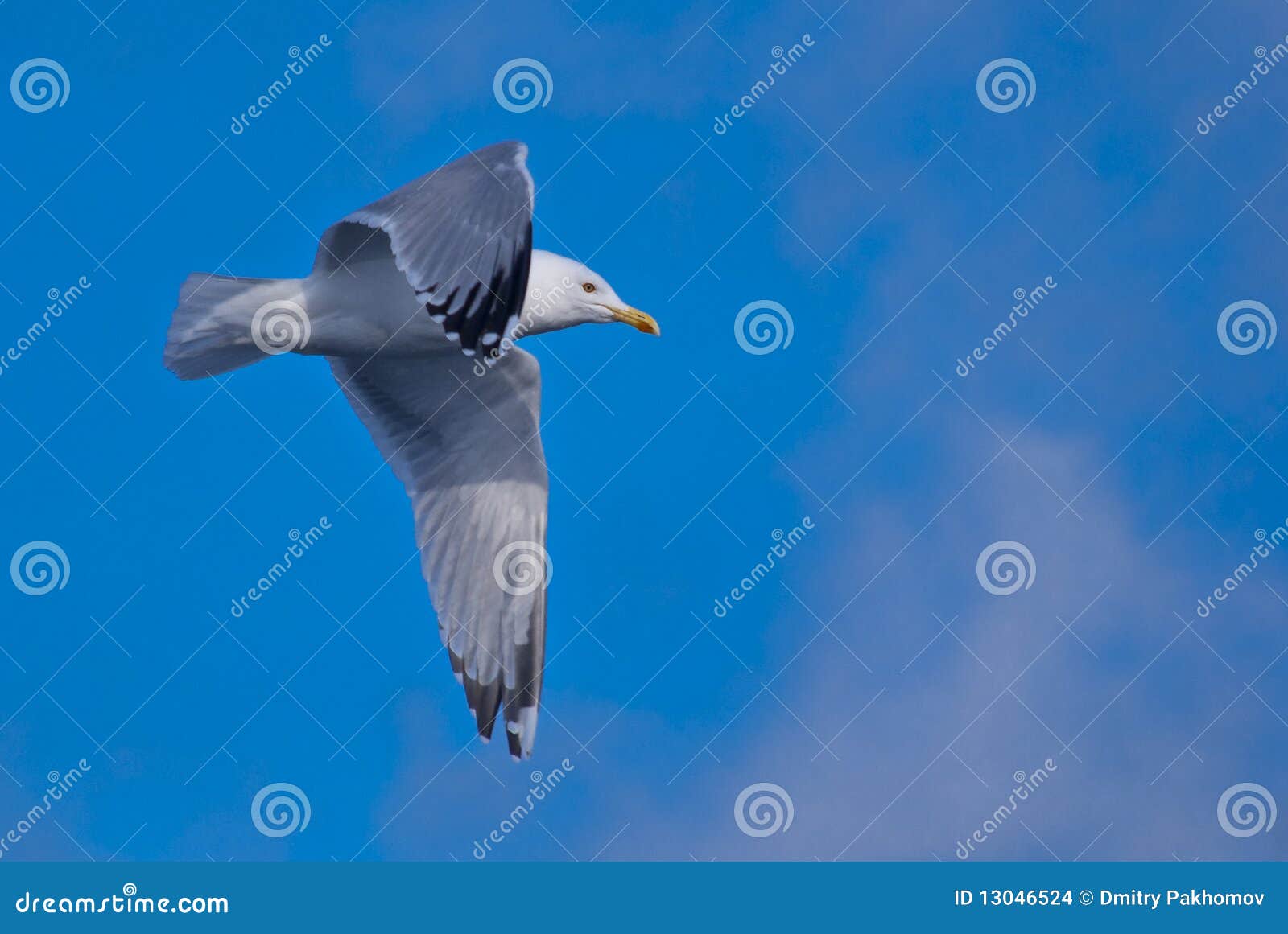 Seagull stock photo. Image of spread, migrating, flock - 13046524