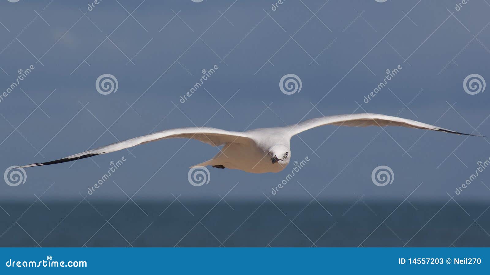 Seagull stock image. Image of claw, water, coast, feather - 14557203