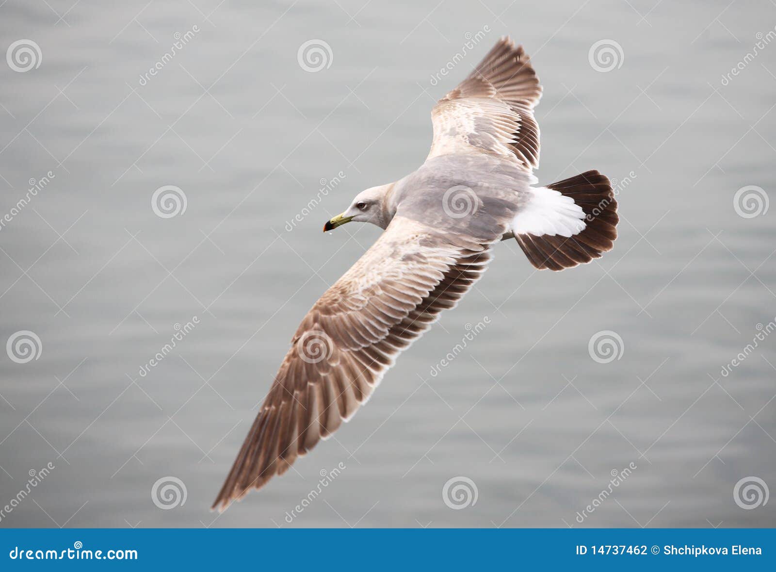 Seagull stock photo. Image of flying, view, bird, wingspan - 14737462