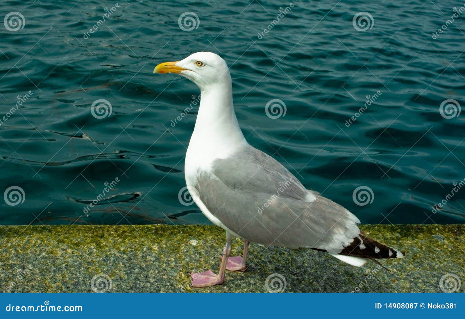 Seagull stock image. Image of animal, high, color, calm - 14908087