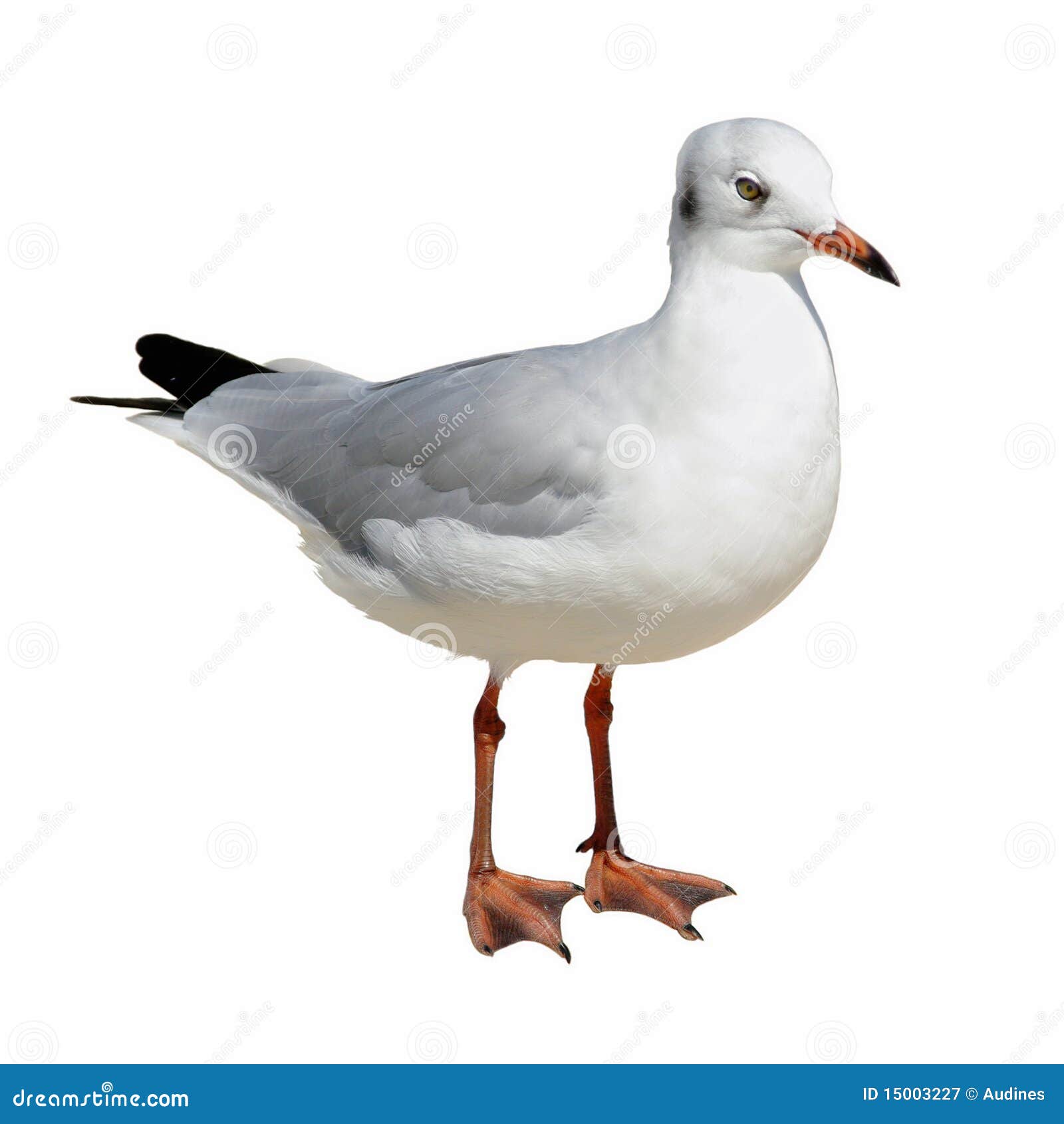 Seagull stock image. Image of marine, animal, bird, seagull - 15003227