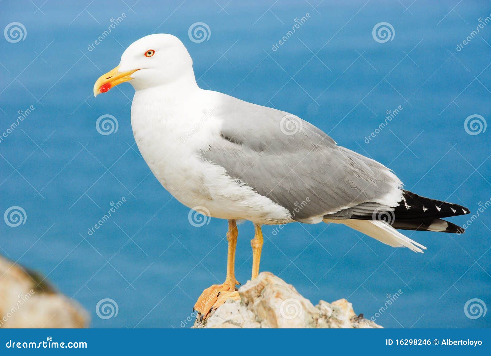 Seagull stock photo. Image of seagull, wild, spain, abrupt - 16298246