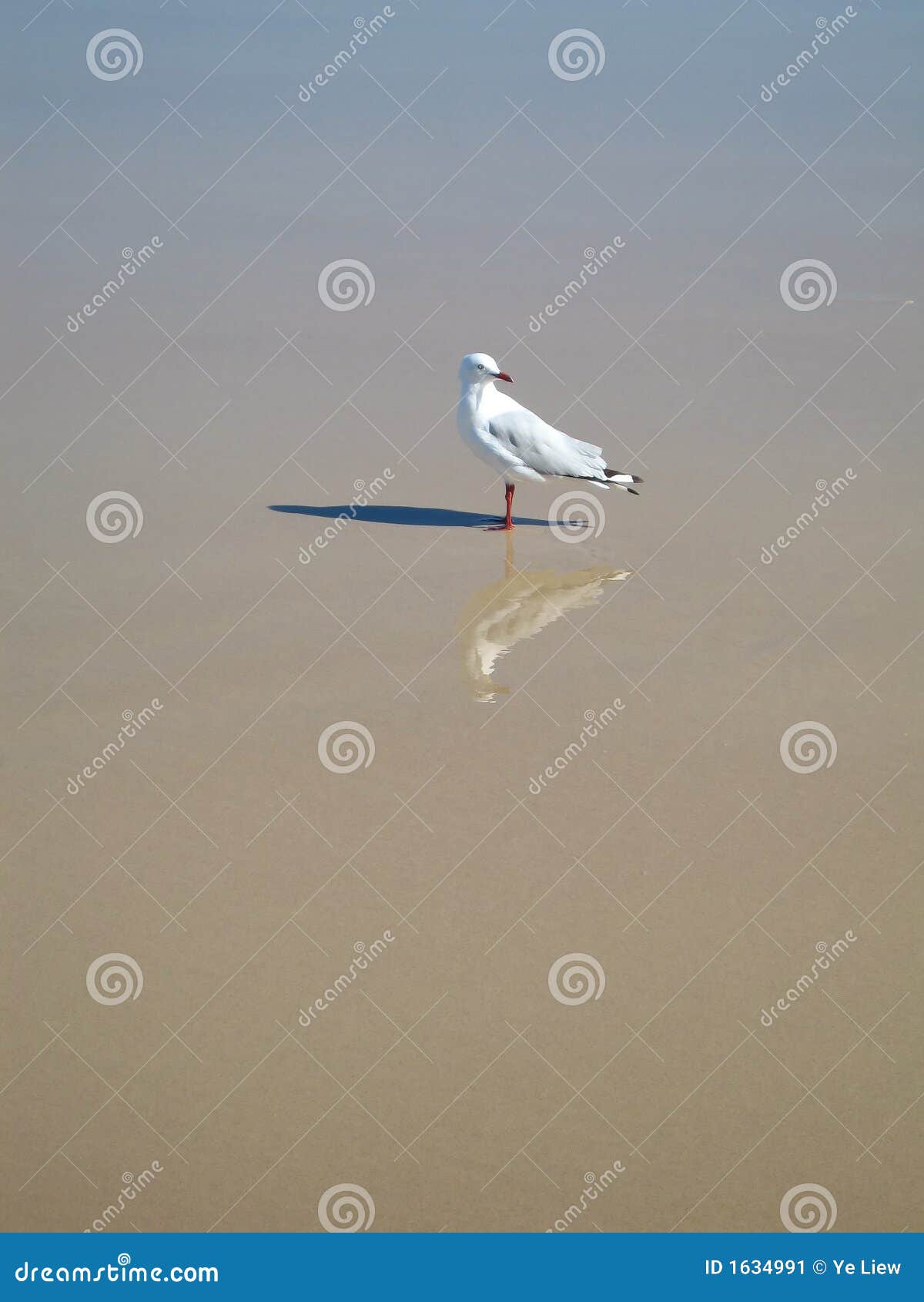 Seagull Picture. Image: 1634991