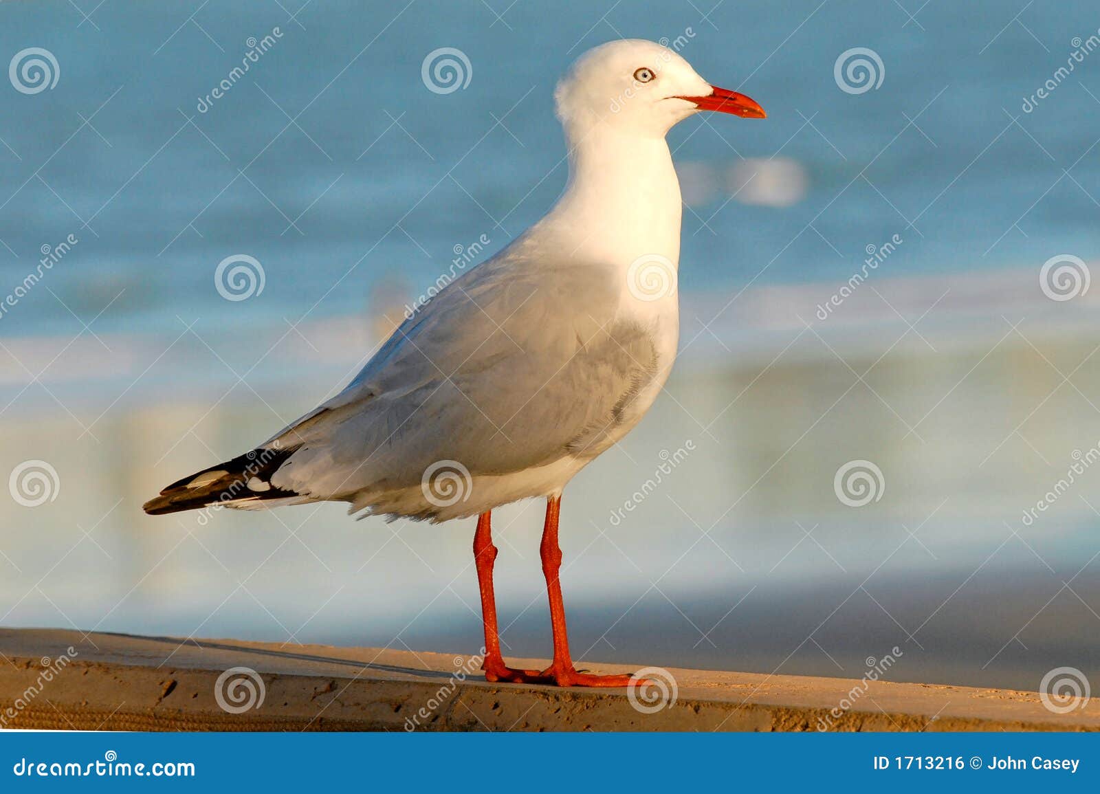 276 Seagull Red Eyes Stock Photos - Free & Royalty-Free Stock Photos ...