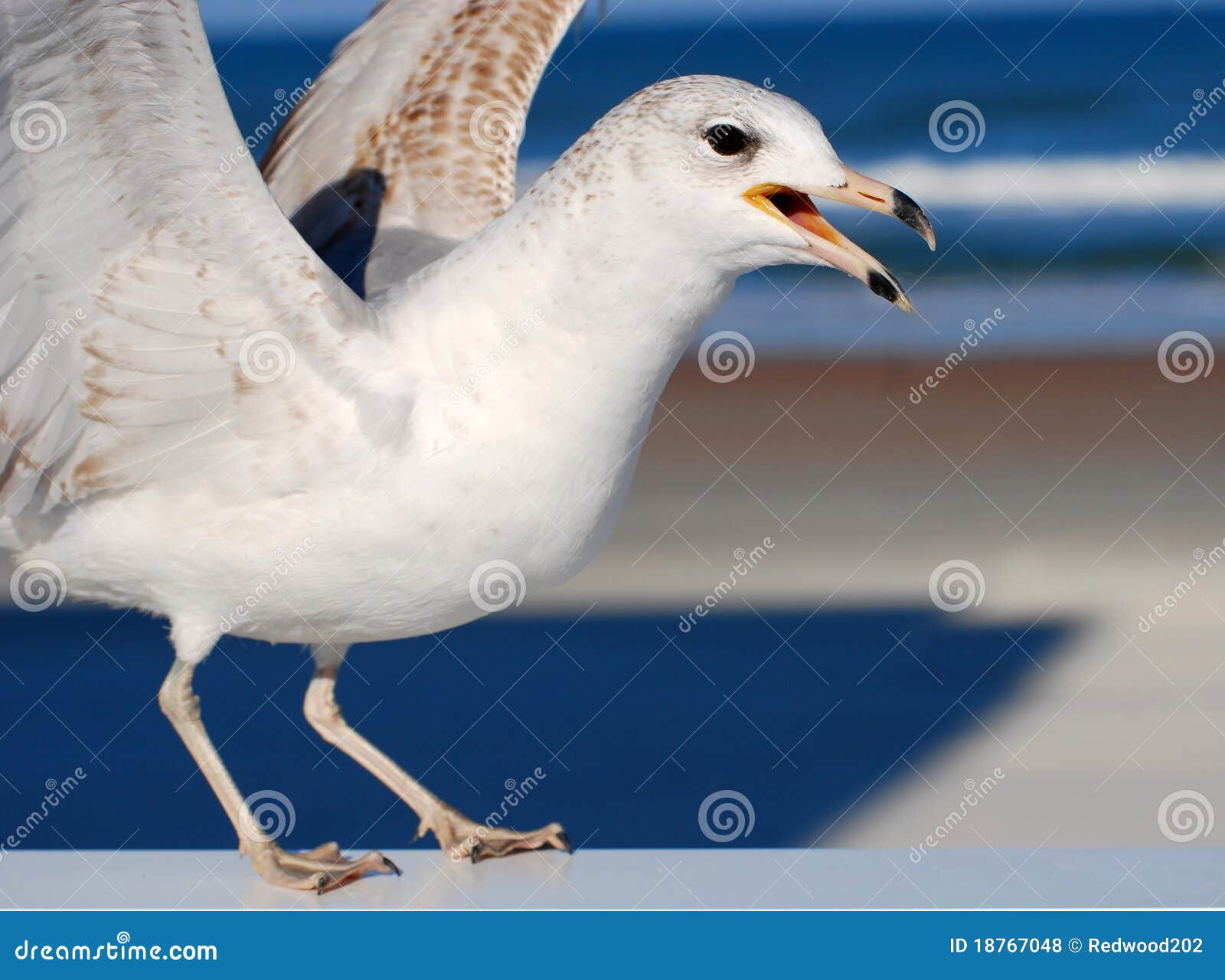 Seagull stock photo. Image of feathers, wingspan, soaring - 18767048