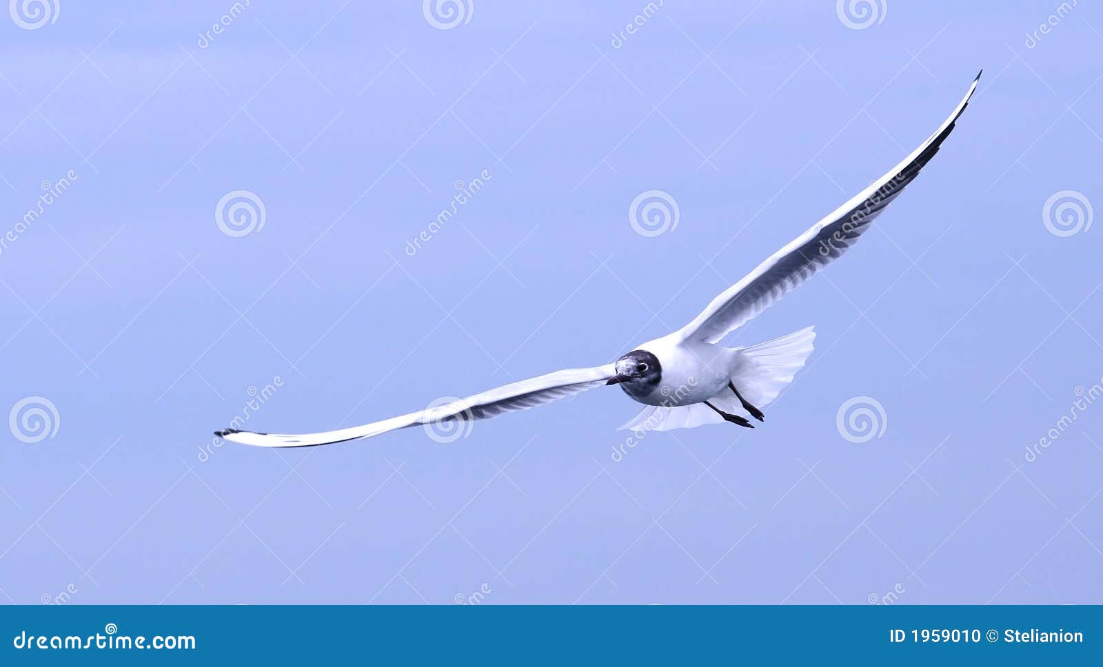 Seagull stock photo. Image of beauty, landscape, flying - 1959010