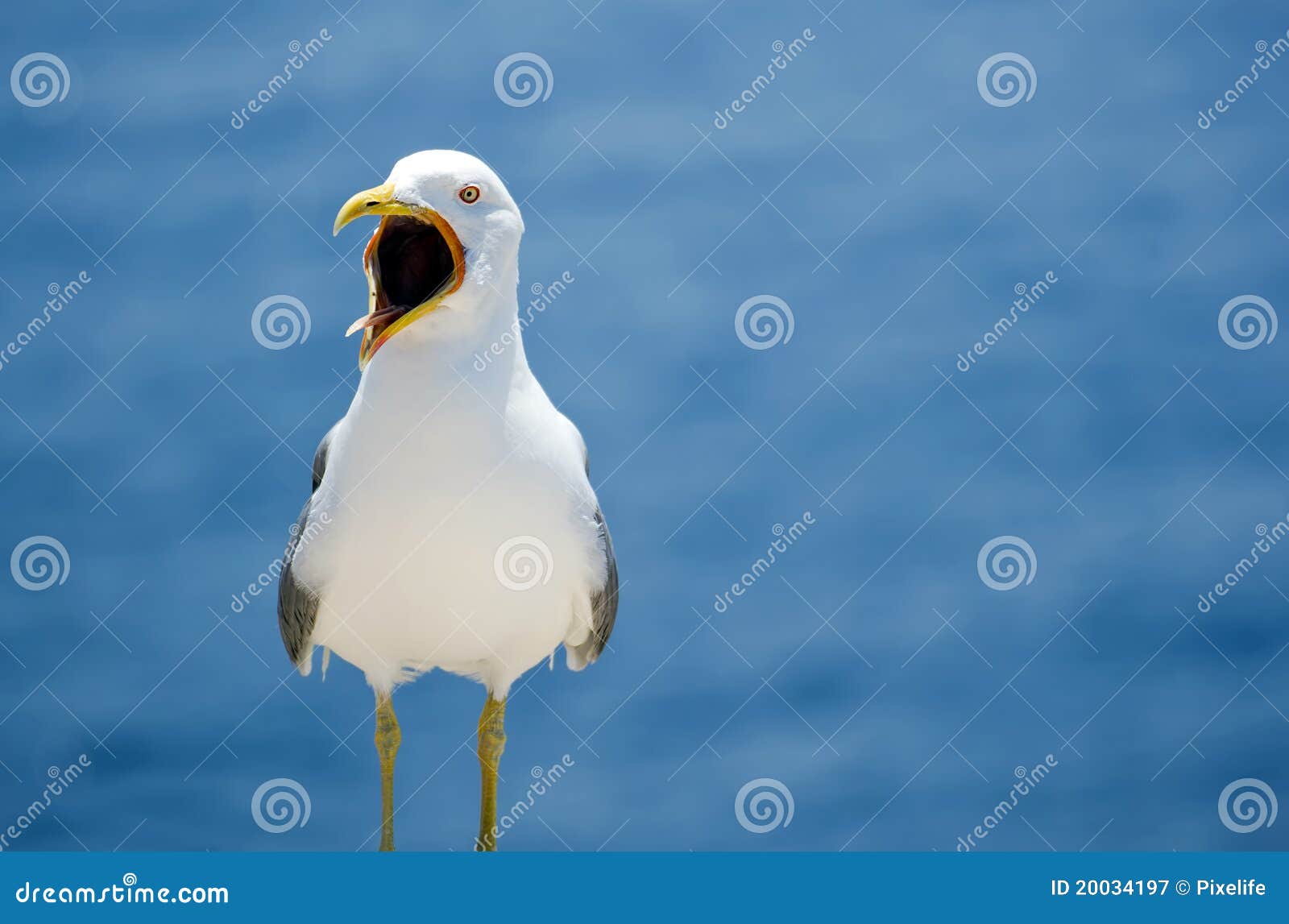 Seagull stock image. Image of nature, color, seabird - 20034197